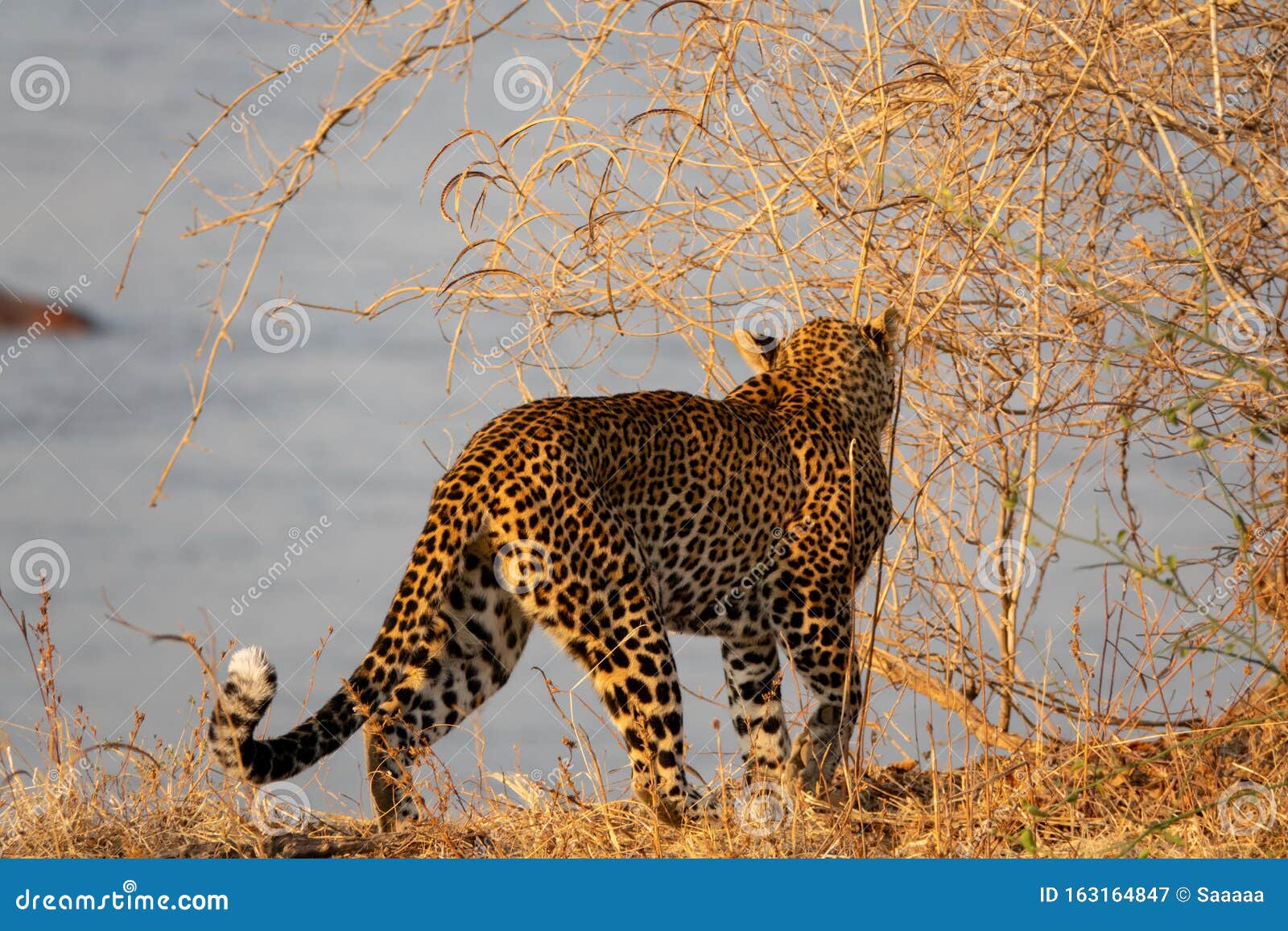 Leopard in the Bush Looking To the River Stock Image - Image of river ...