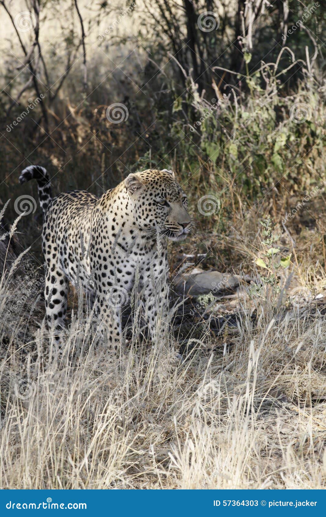 Leopard in the bush stock image. Image of predatory, creature - 57364303