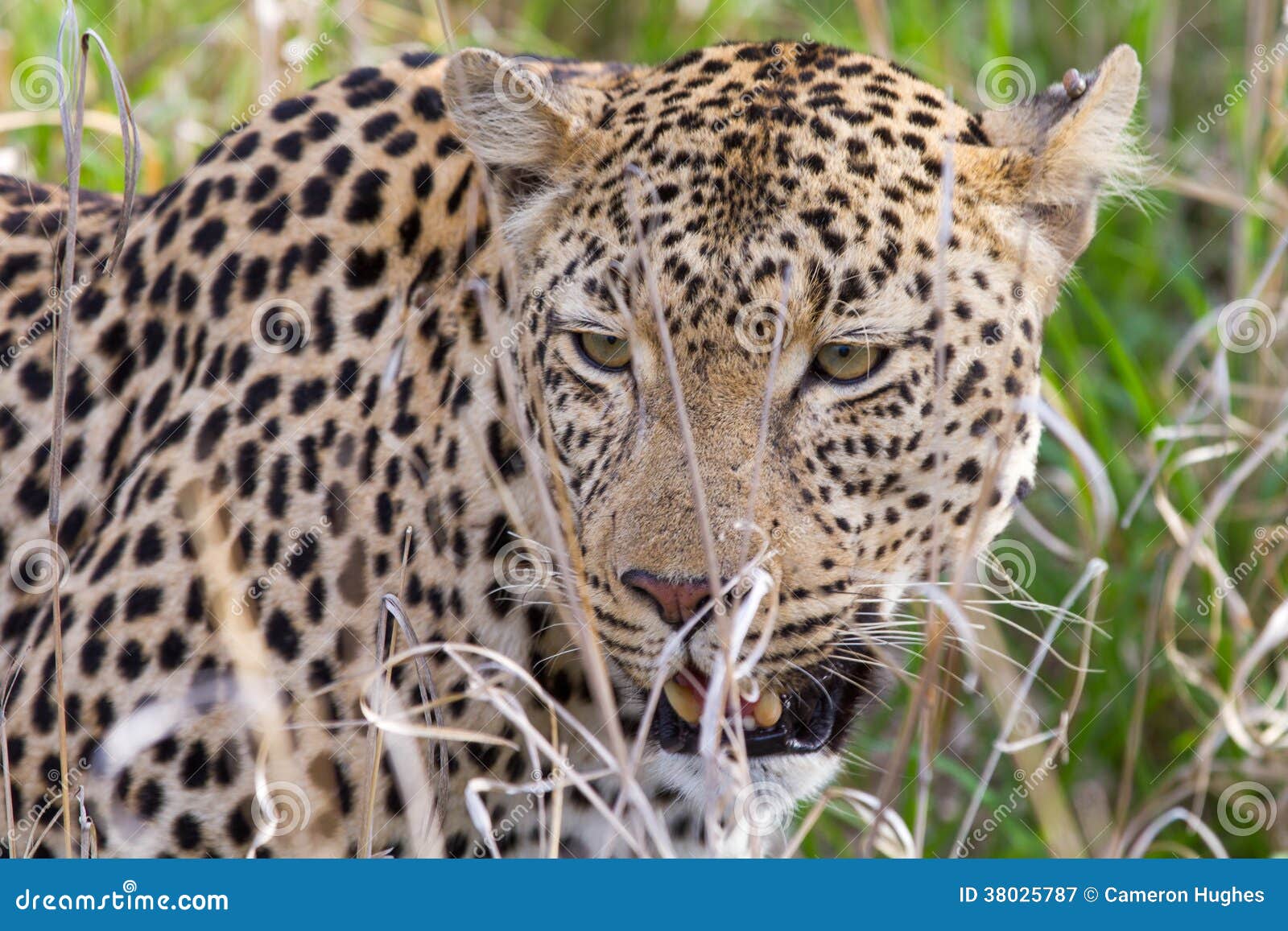Leopard in the Bush in South Africa Stock Image - Image of hunker ...
