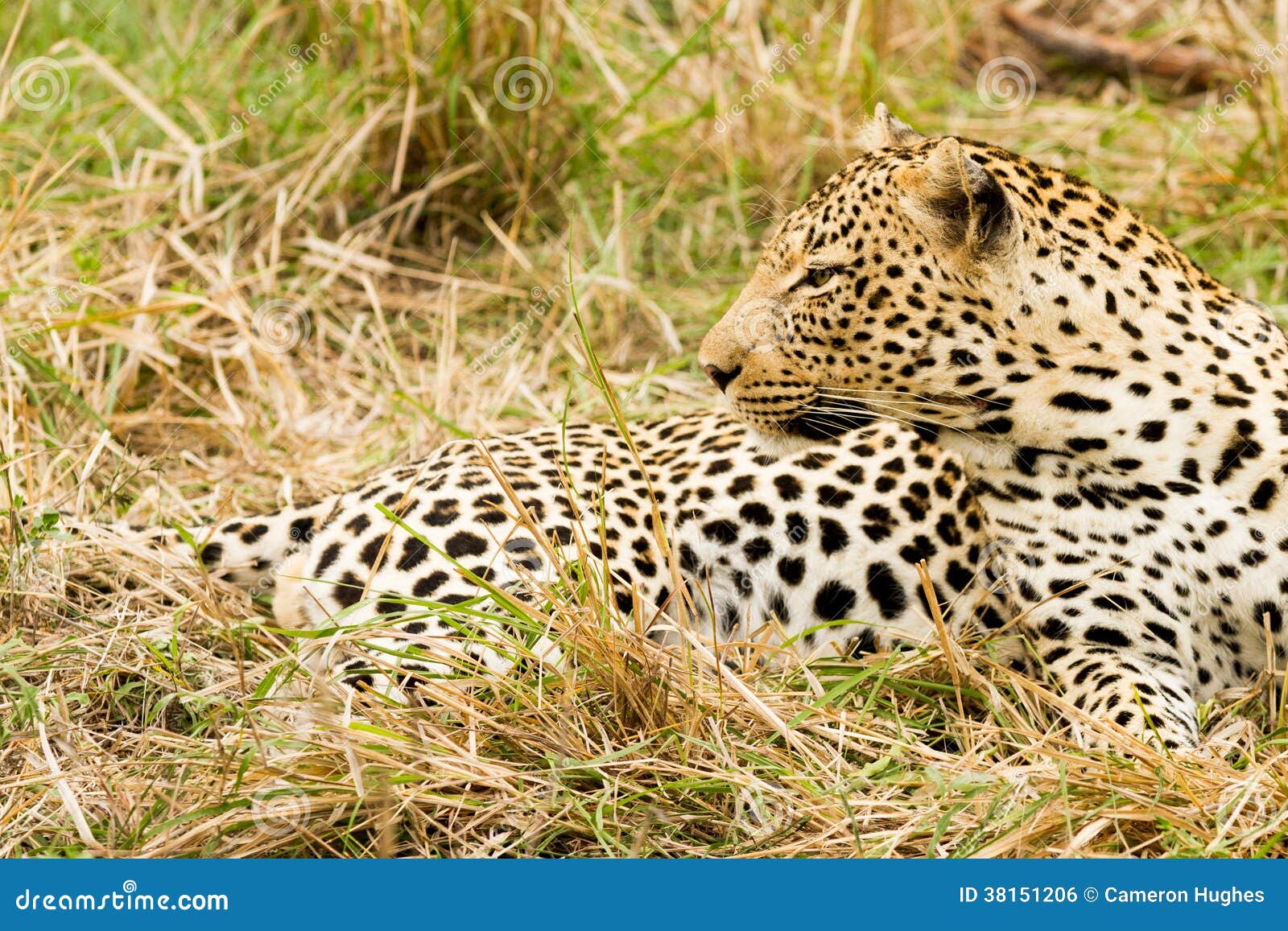 Leopard in the Bush in South Africa Stock Photo - Image of jungle ...