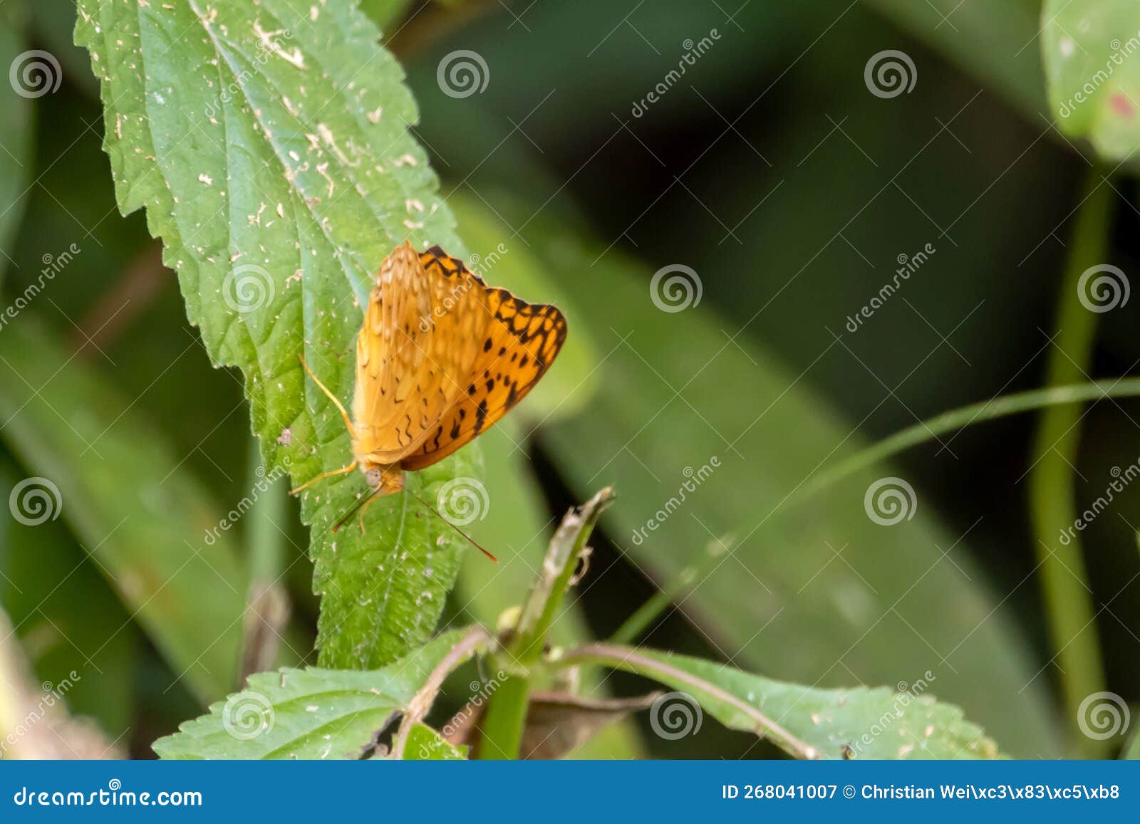 Leopard Butterfly, Phalanta Phalantha Phalantha Stock Image - Image of ...