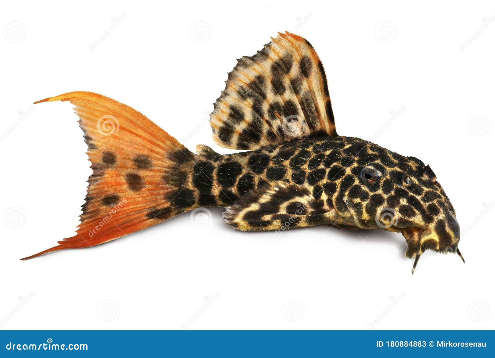 Leopard Cactus Pleco Aquarium Fish Pseudacanthicus Leopardus Royalty ...