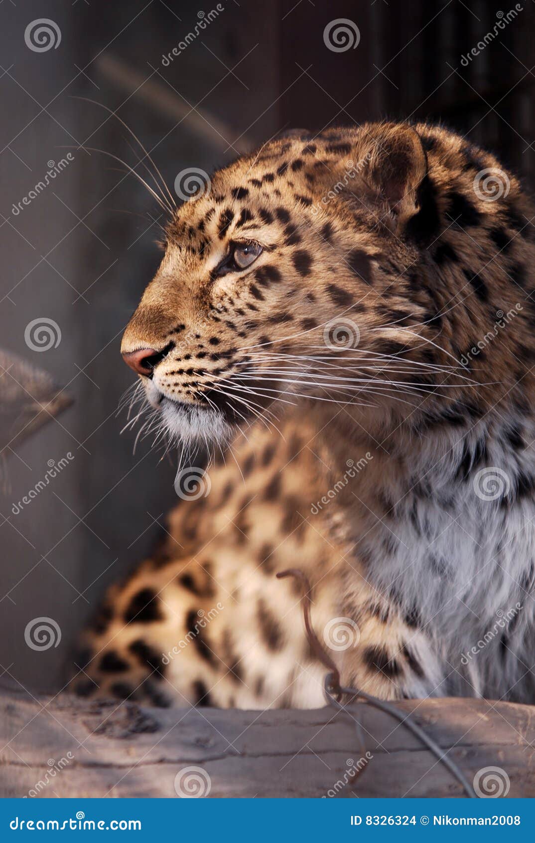 Leopard in the cage stock photo. Image of wildlife, long - 8326324