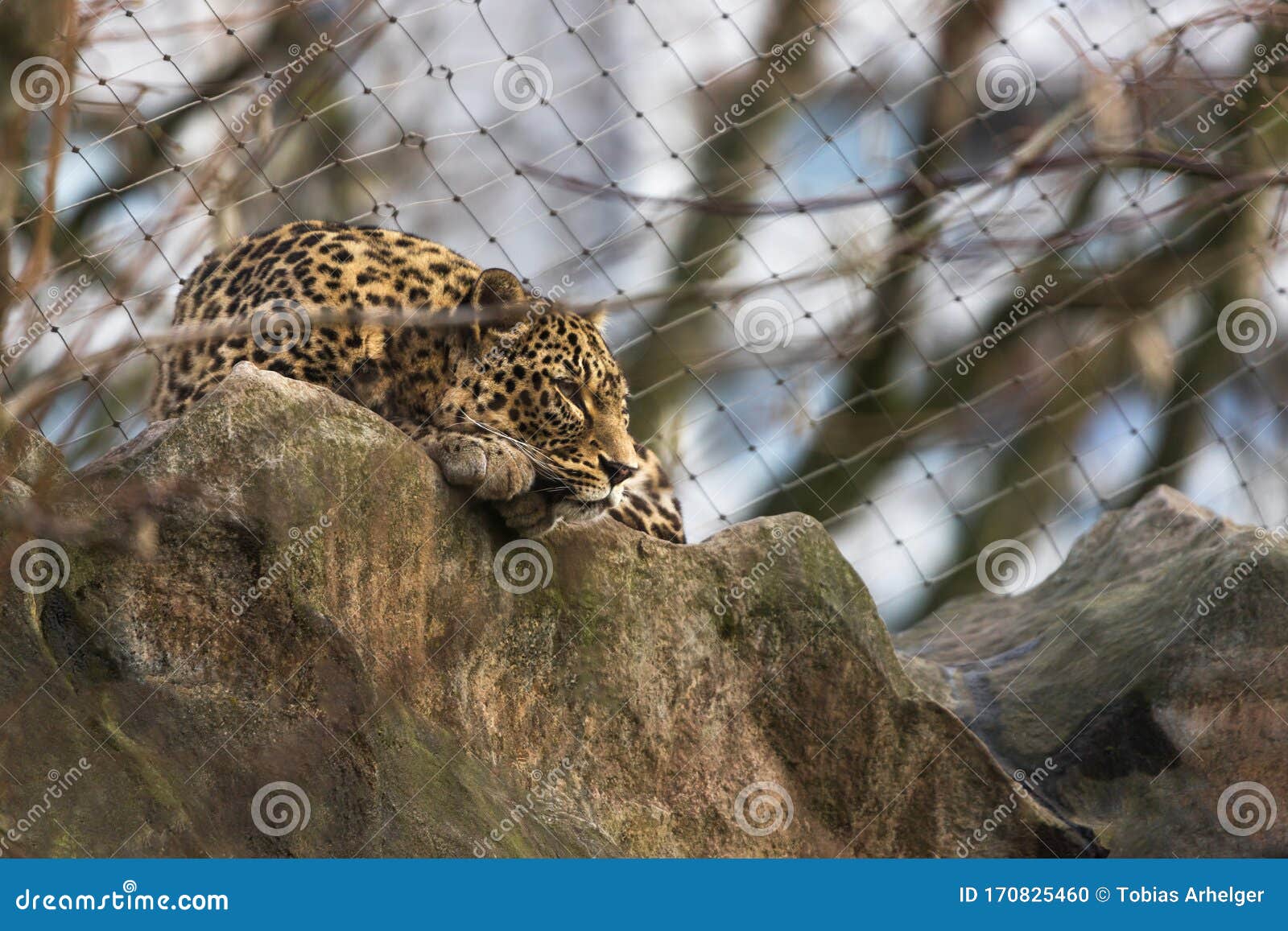 A leopard in a cage stock photo. Image of chilling, leopard - 170825460