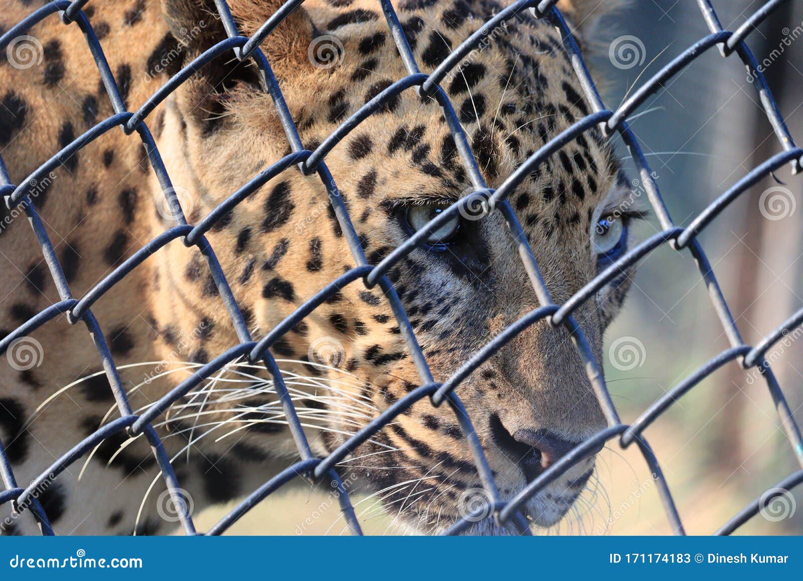 Leopard in cage stock image. Image of safari, jungle - 171174183