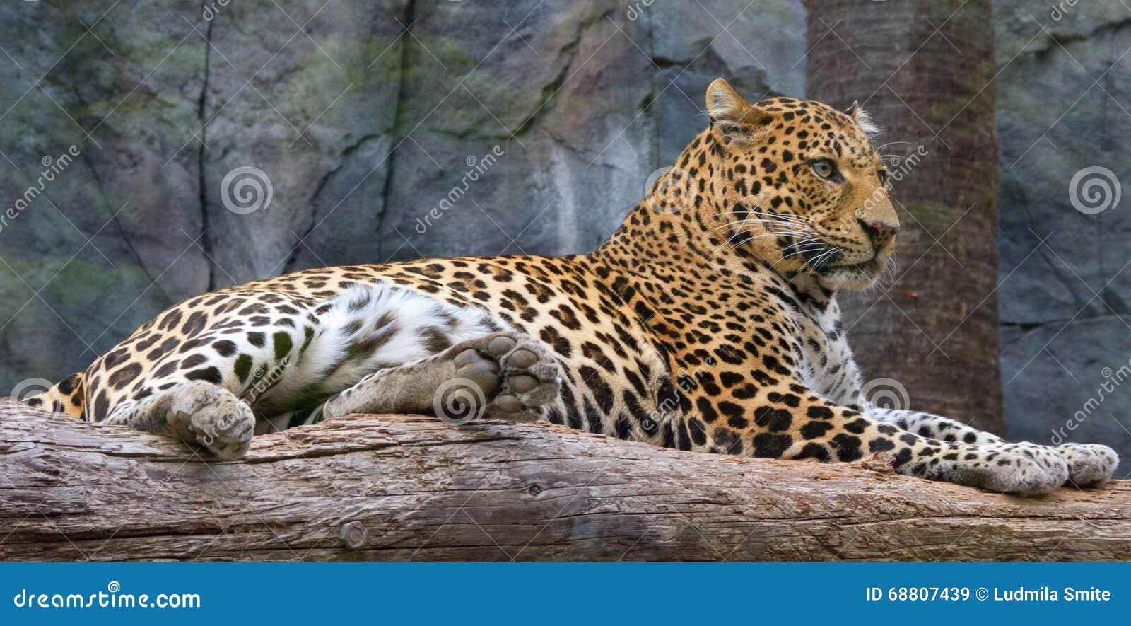 Leopard in a cage. stock image. Image of hunter, captivity - 68807439