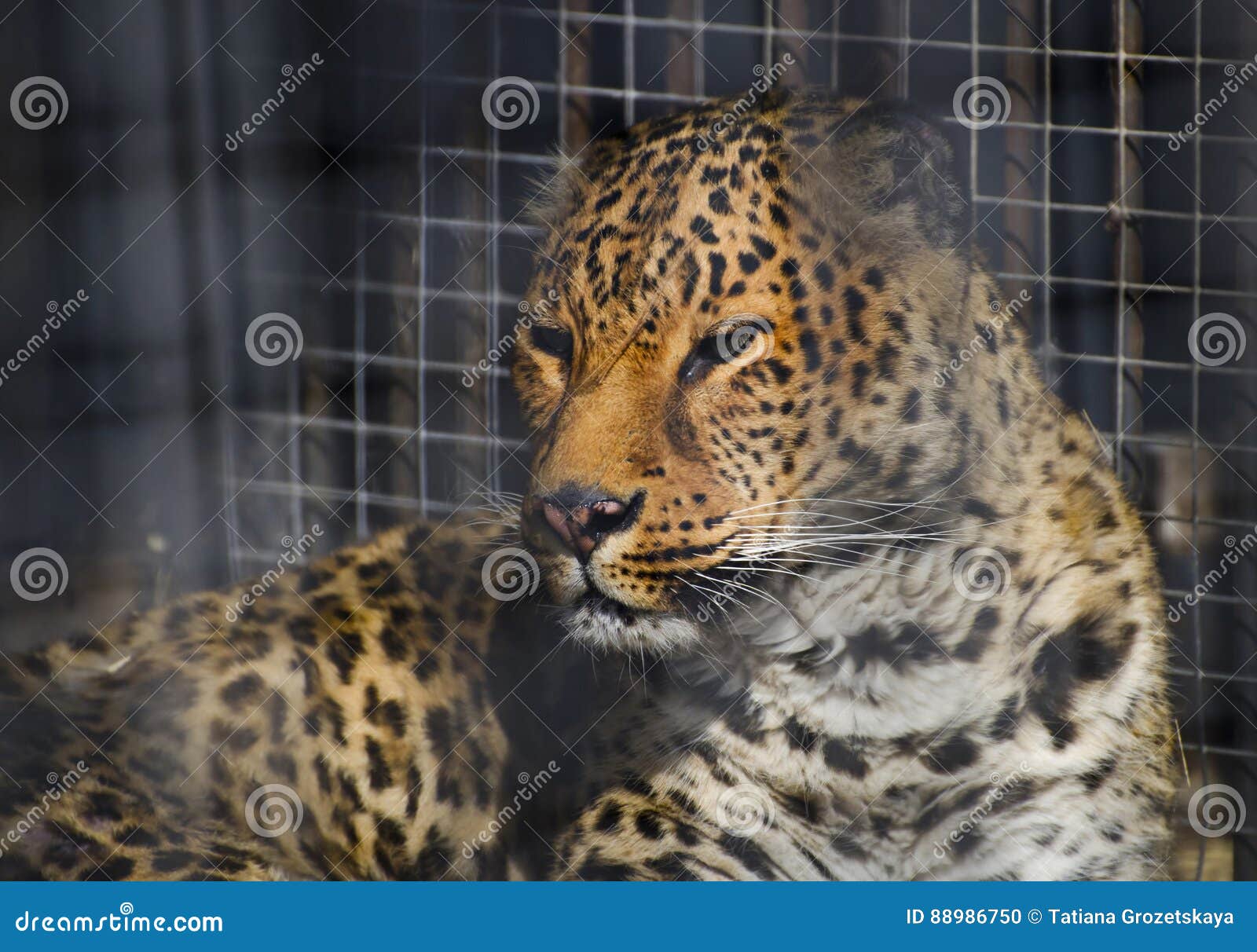 Leopard in Cage, Spotted Panthera in Zoo Stock Photo - Image of leopard ...