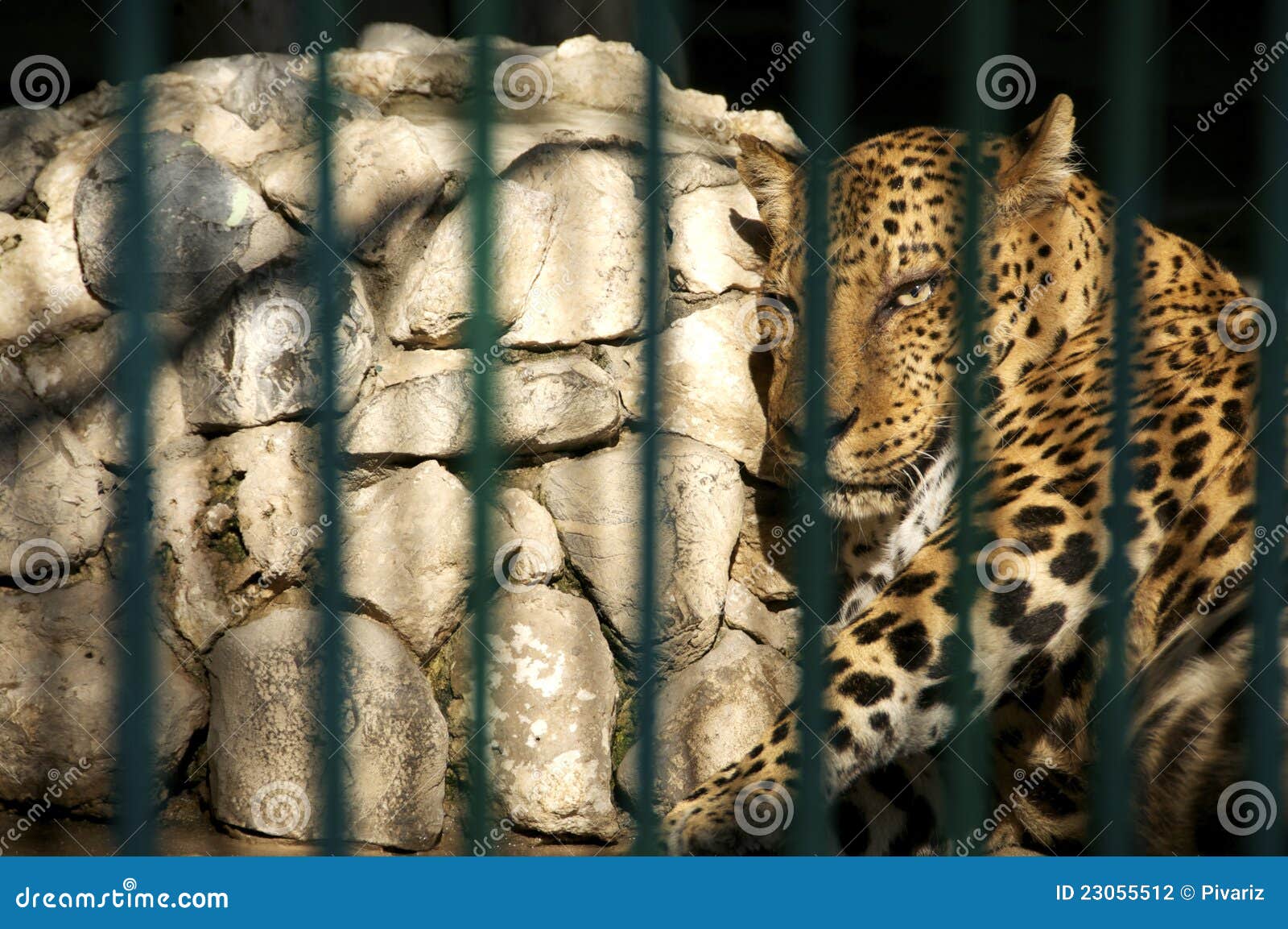 Leopard in captivity stock photo. Image of danger, captive - 23055512