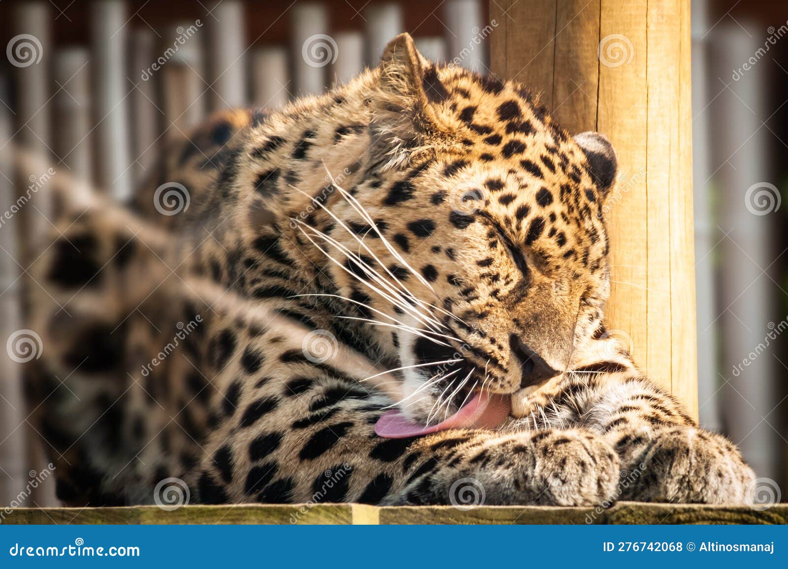 Leopard in Captivity Licking His Paws in Captivity Zoo Outdoors Stock ...