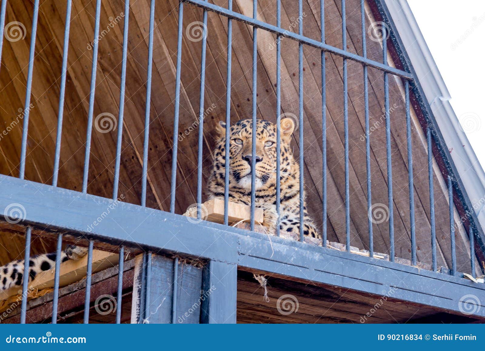 Leopard in Captivity in a Zoo Behind Bars. Power and Aggression in the ...