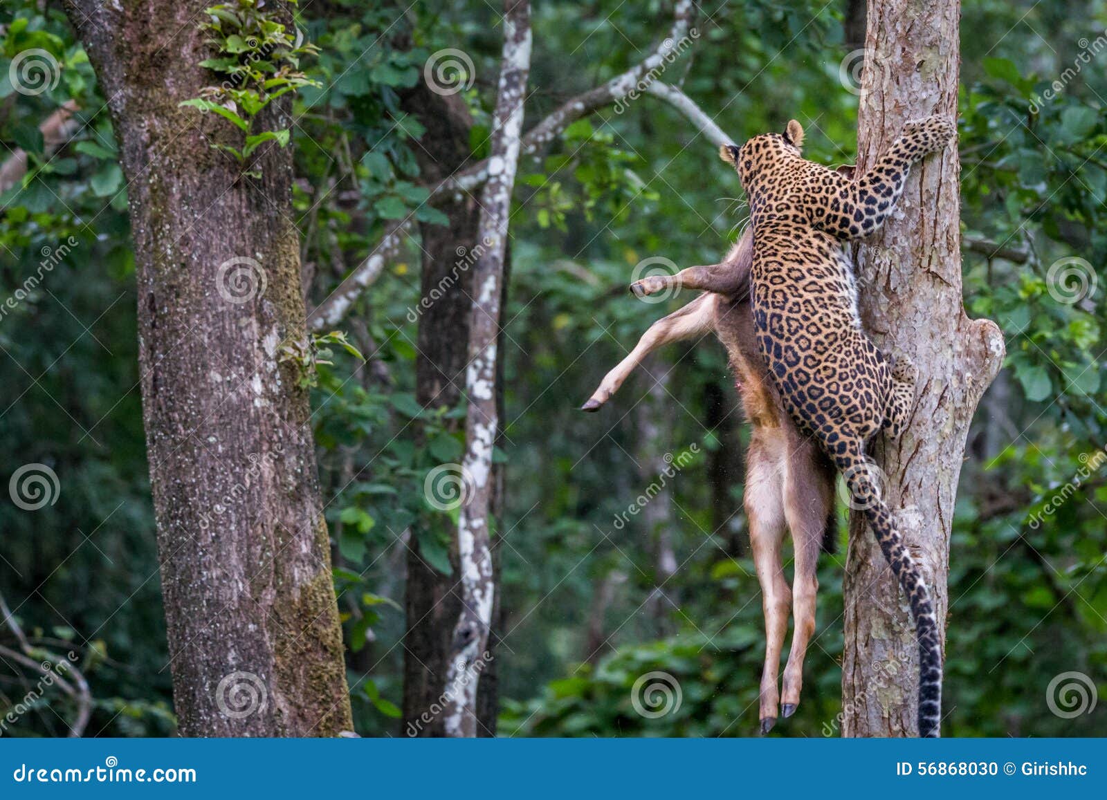 Leopard carrying its prey stock photo. Image of pets - 56868030