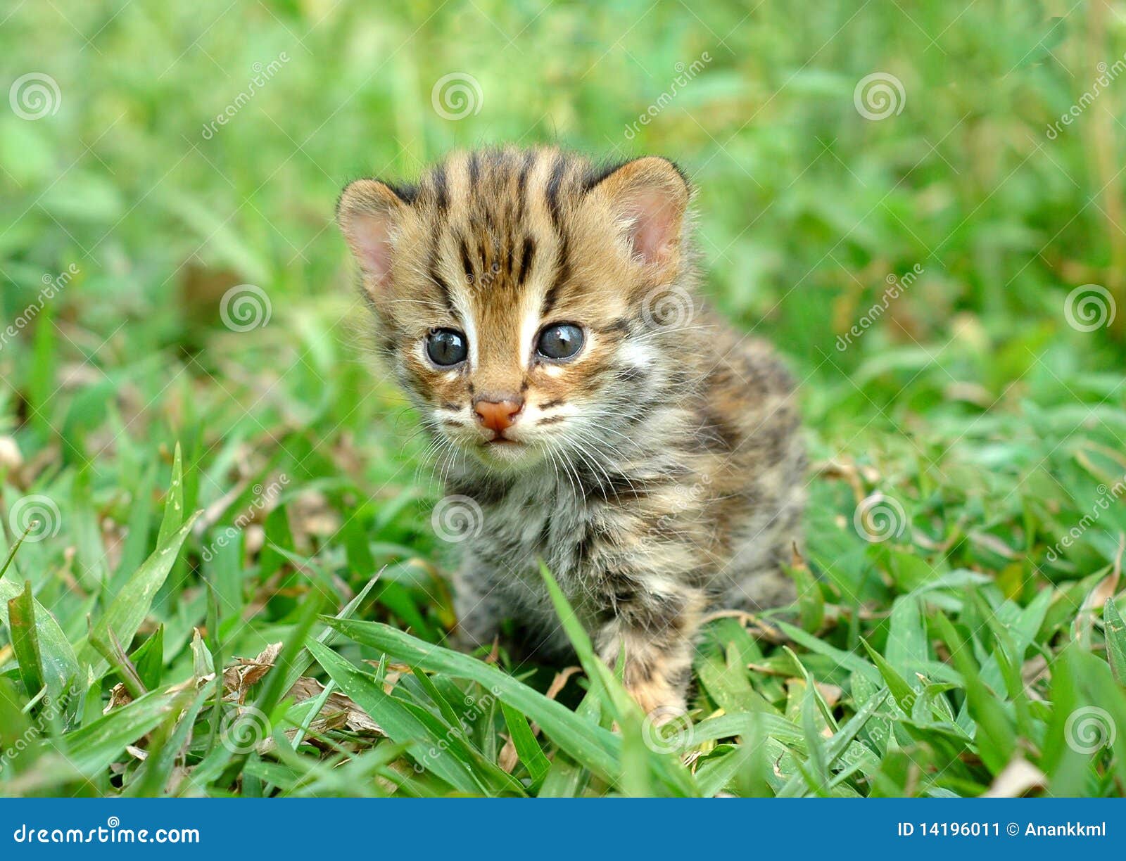 Leopard cat stock image. Image of cute, wild, leopard - 14196011