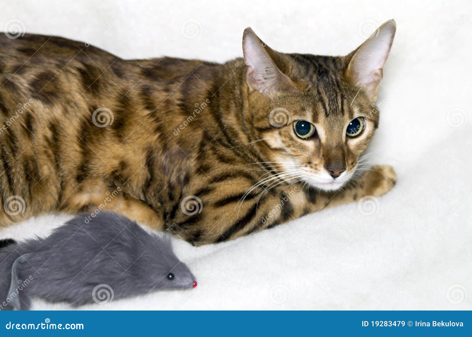Leopard cat stock image. Image of brown, pets, race, felines - 19283479
