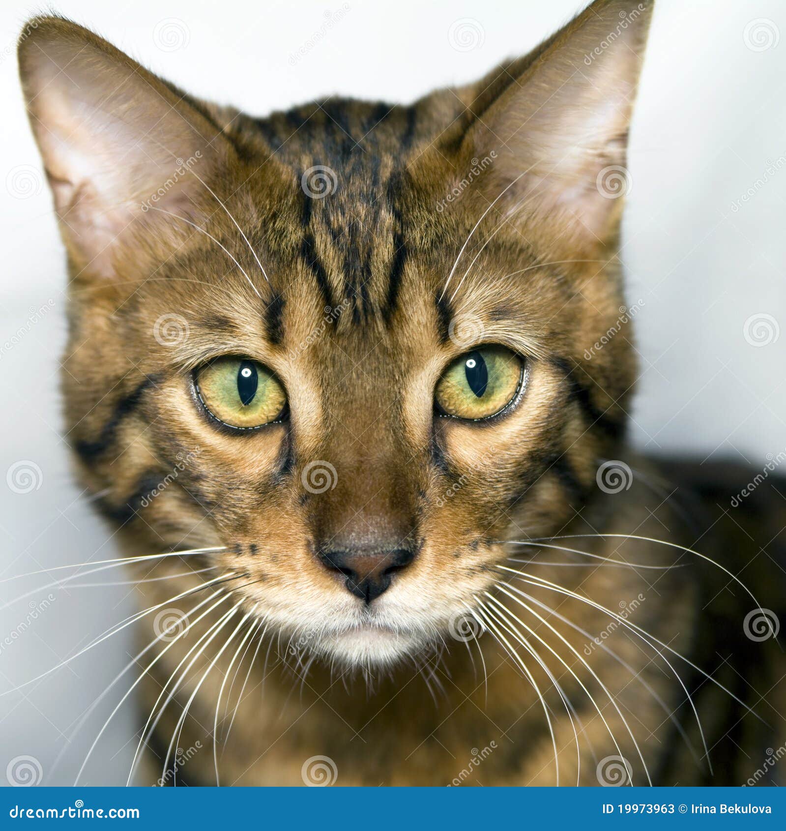 Leopard cat stock image. Image of portrait, pets, black - 19973963