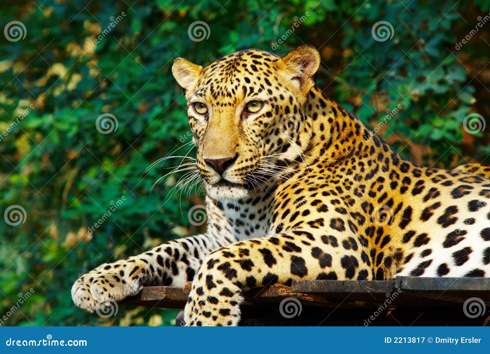 Leopard cat stock image. Image of africa, leopard, endangered - 2213817