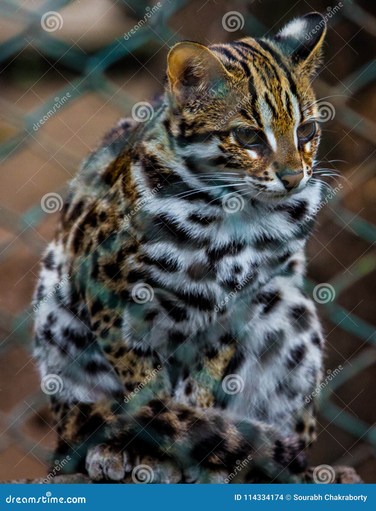 Leopard cat stock photo. Image of beautiful, outdoors - 114334174