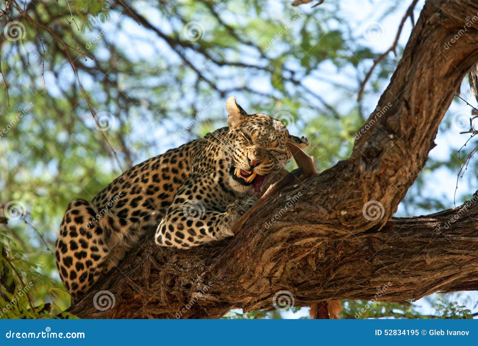 Leopard stock image. Image of savannah, antelope, bush - 52834195