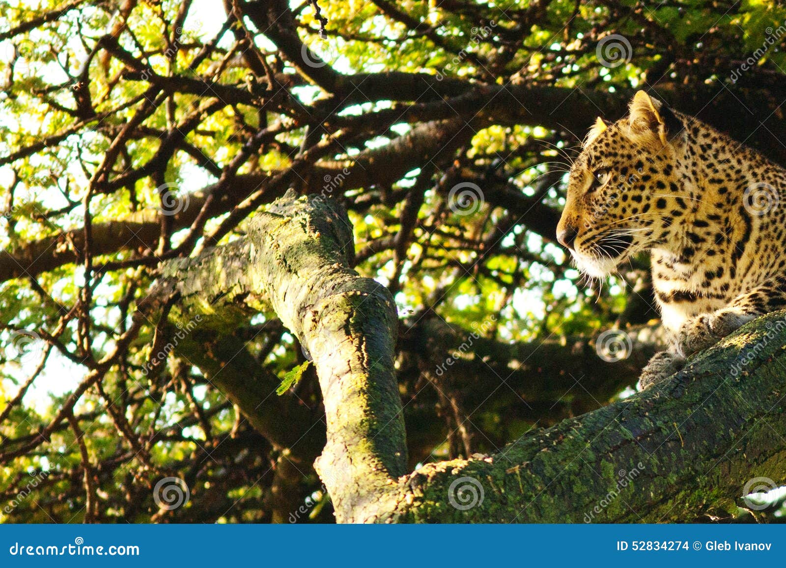 Leopard stock photo. Image of sunlight, predator, jaguar - 52834274