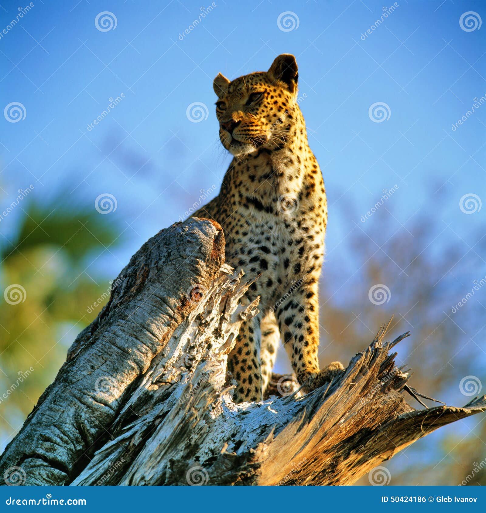 91,388 Predator Tree Stock Photos - Free & Royalty-Free Stock Photos ...