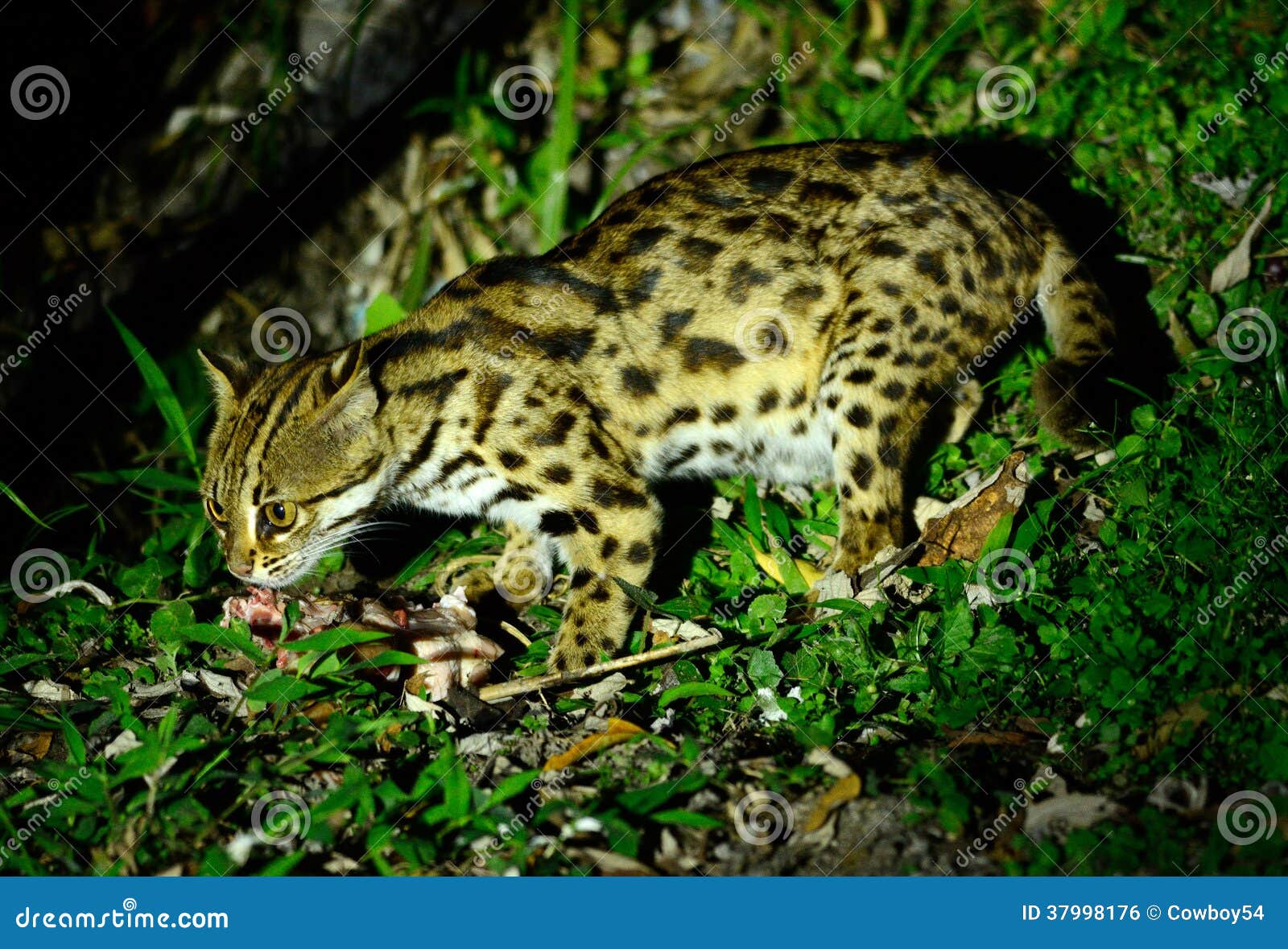 Leopard Cat (Prionailurus Bengalensis) Stock Photo - Image of ...