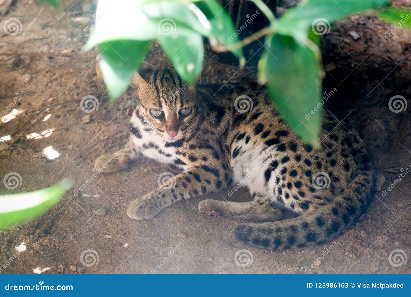 Leopard Cat Prionailurus Bengalensis Close Up Stock Image - Image of ...