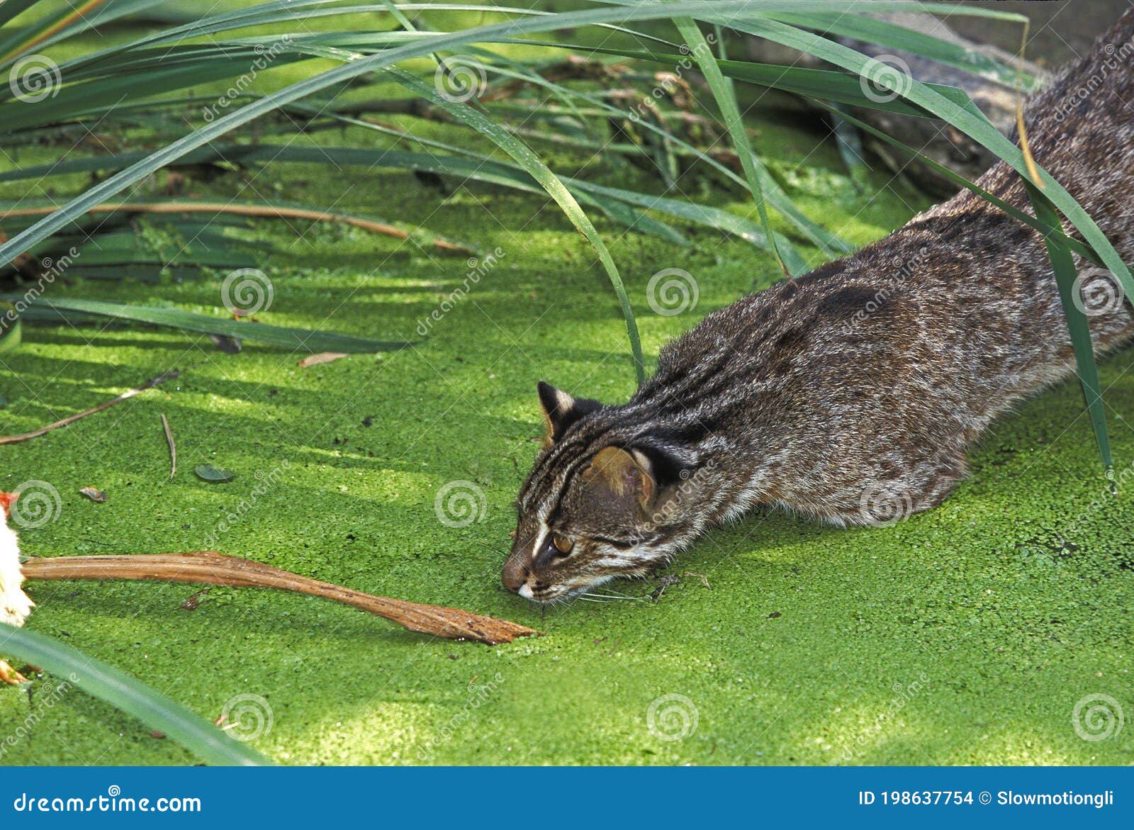 Leopard Cat, Prionailurus Bengalensis, Entering Swamp Stock Photo ...