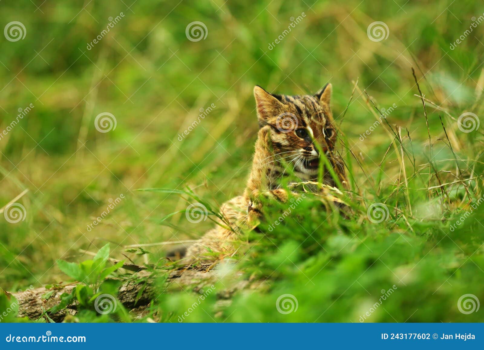 The Leopard Cat PRIONAILURUS BENGALENSIS EUPTILURUS is a Small Cat ...