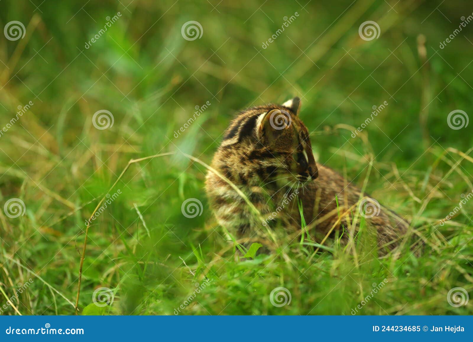 The Leopard Cat PRIONAILURUS BENGALENSIS EUPTILURUS is a Small Cat ...