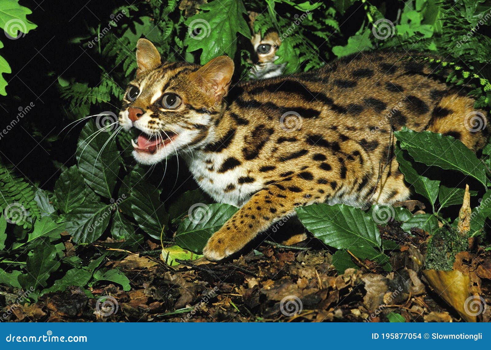 Leopard Cat, Prionailurus Bengalensis, Female with Cub Stock Photo ...
