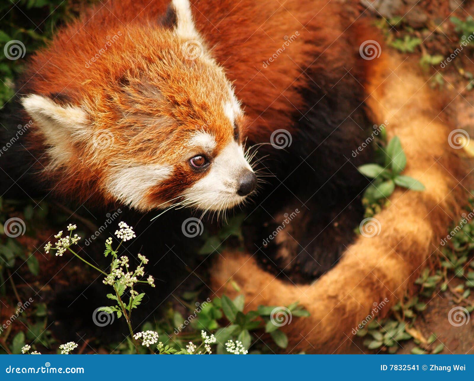 Leopard cat , small panda stock image. Image of flower - 7832541
