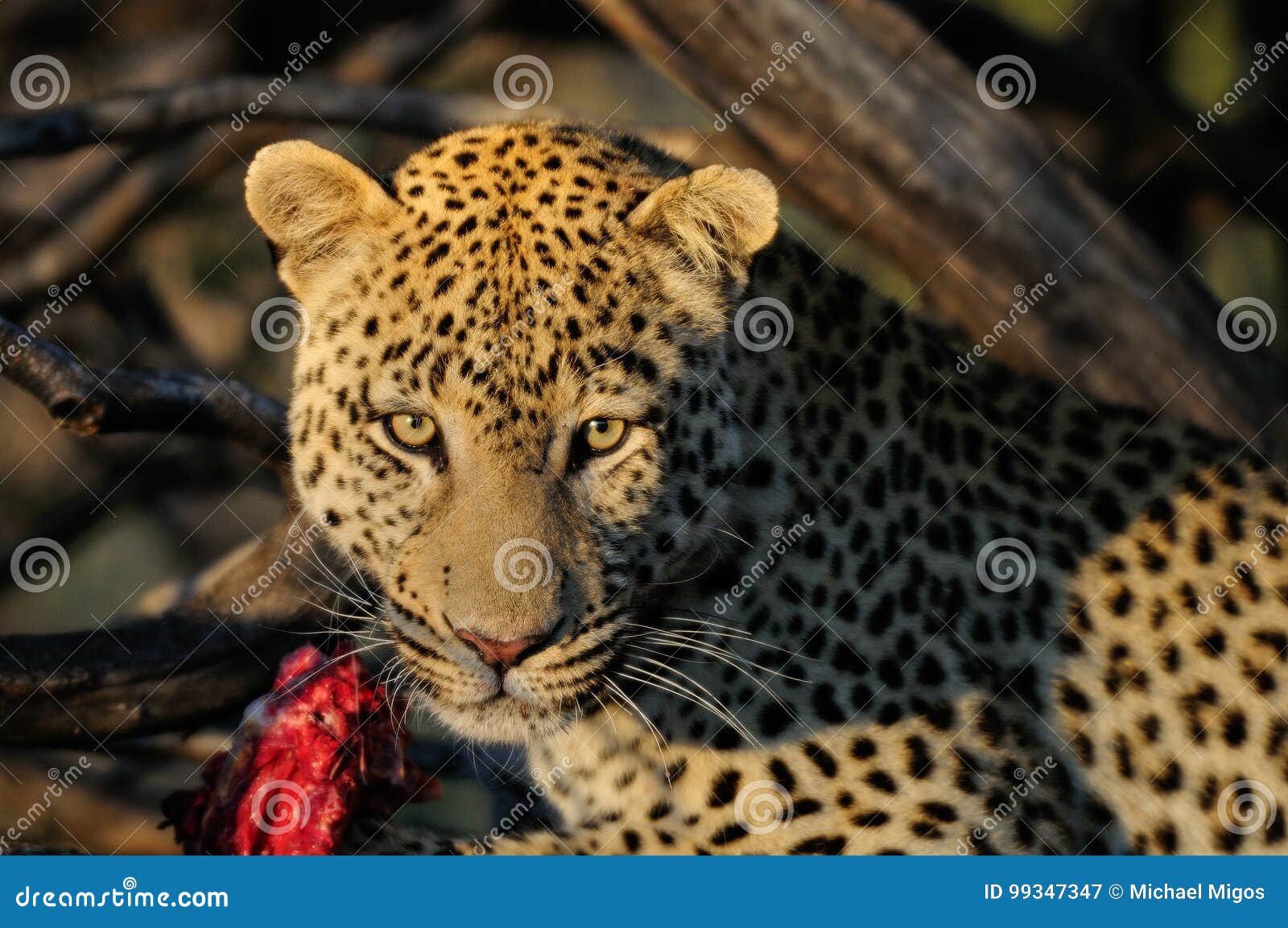 Leopard with Catch, Namibia Stock Image - Image of light, nature: 99347347