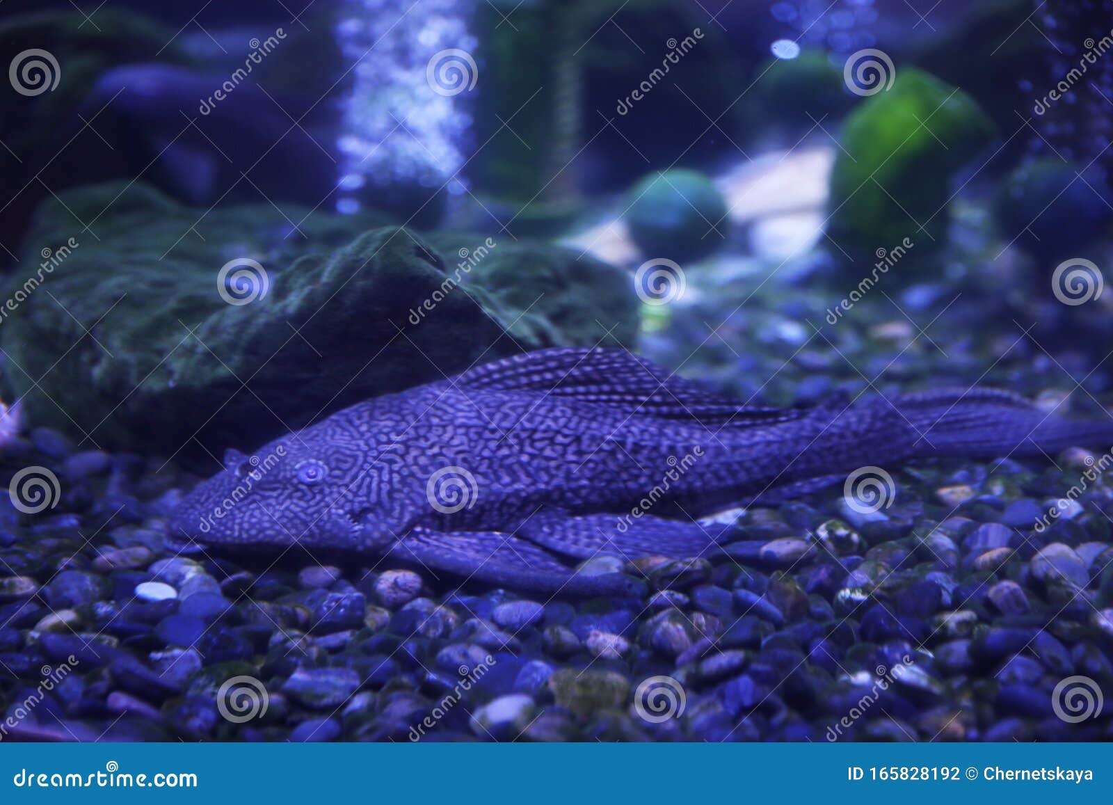 Purple Leopard Cactus Pleco