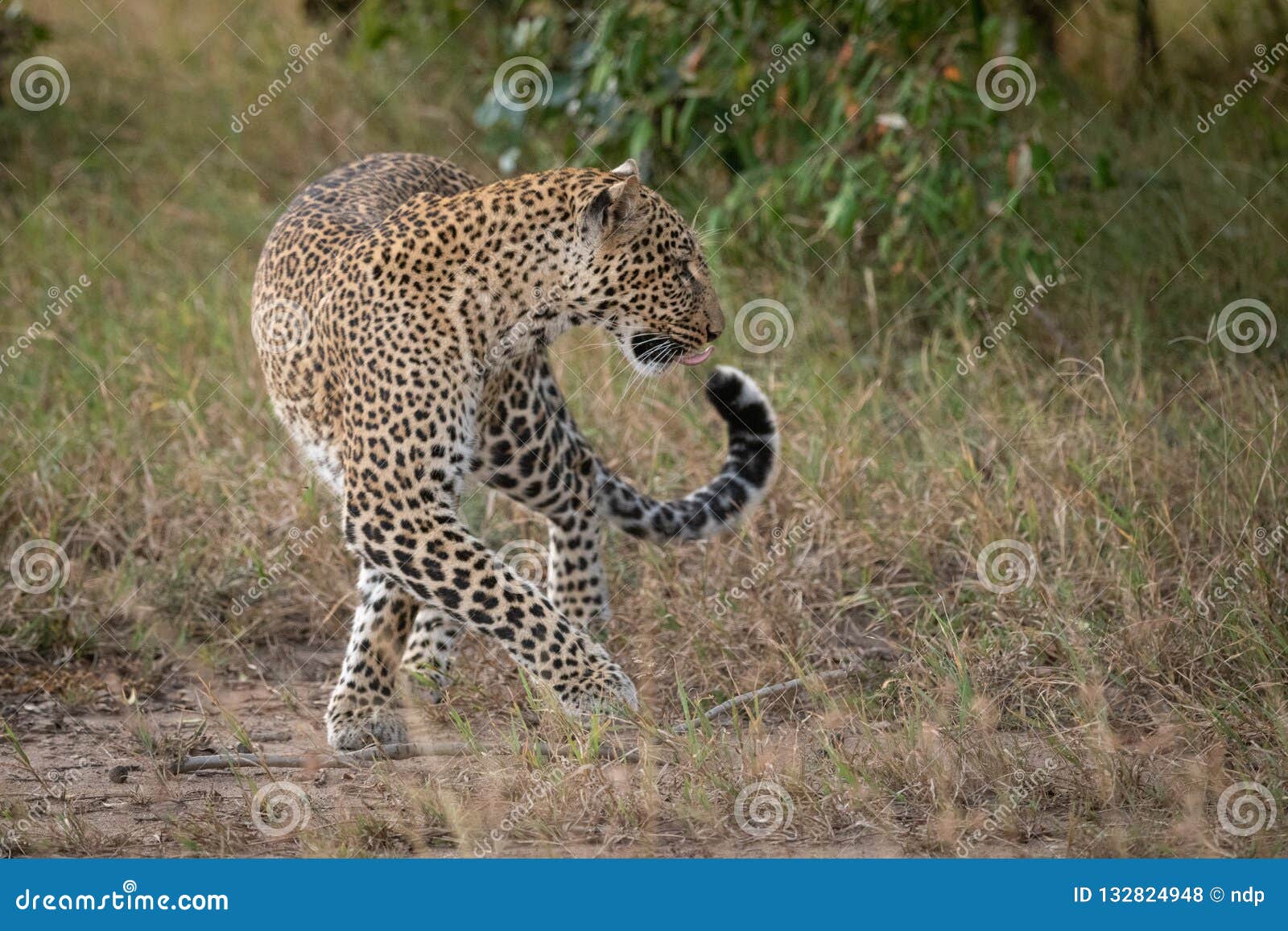 Leopard Changes Direction in Grass by Trees Stock Photo - Image of ...