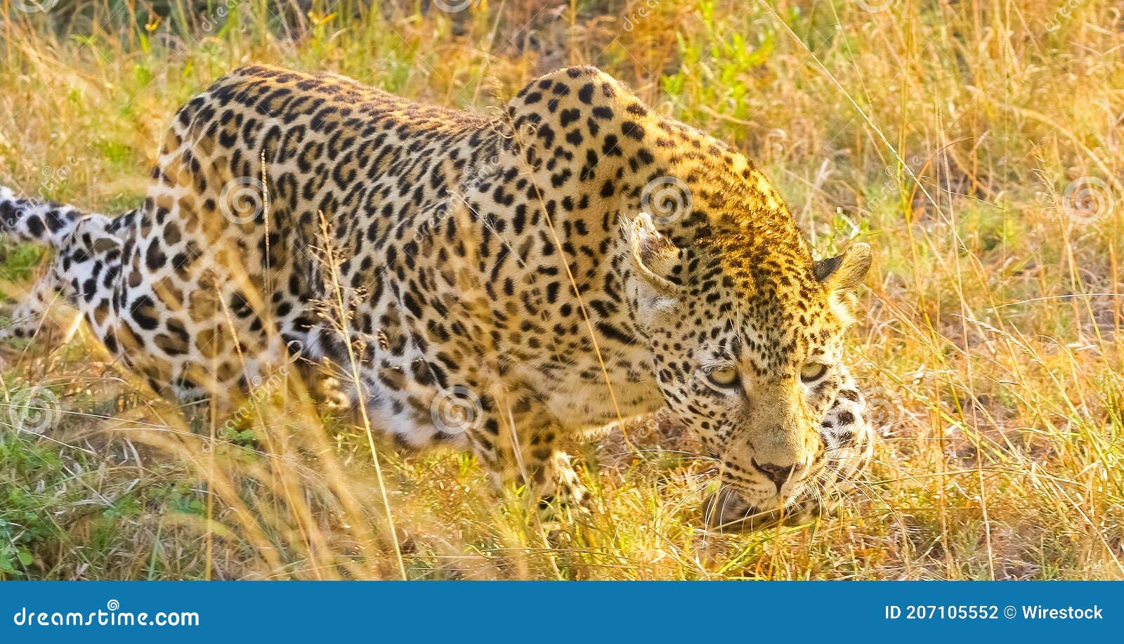 Leopard chasing its prey stock photo. Image of head - 207105552