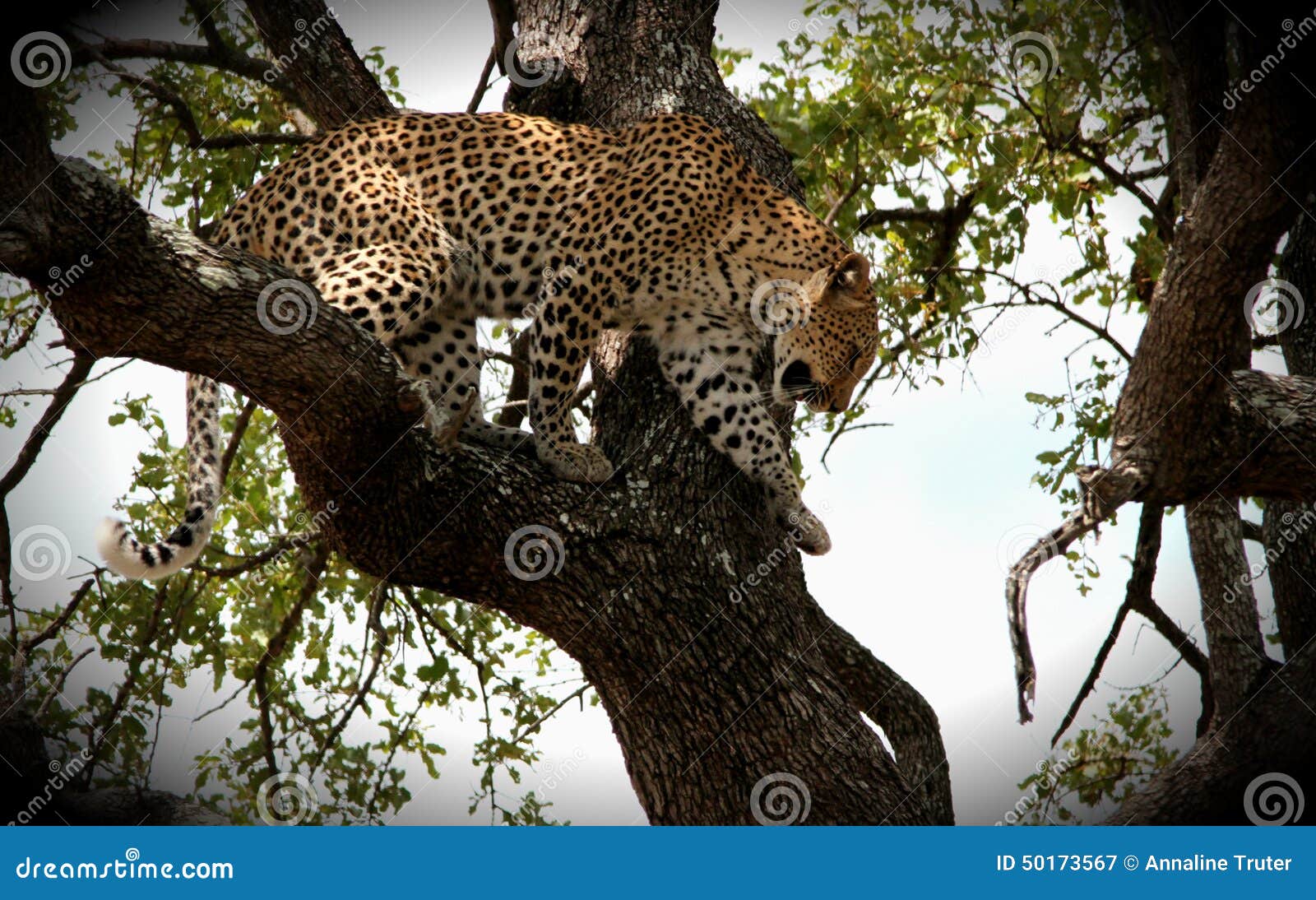 Leopard climbing down tree stock image. Image of animal - 50173567