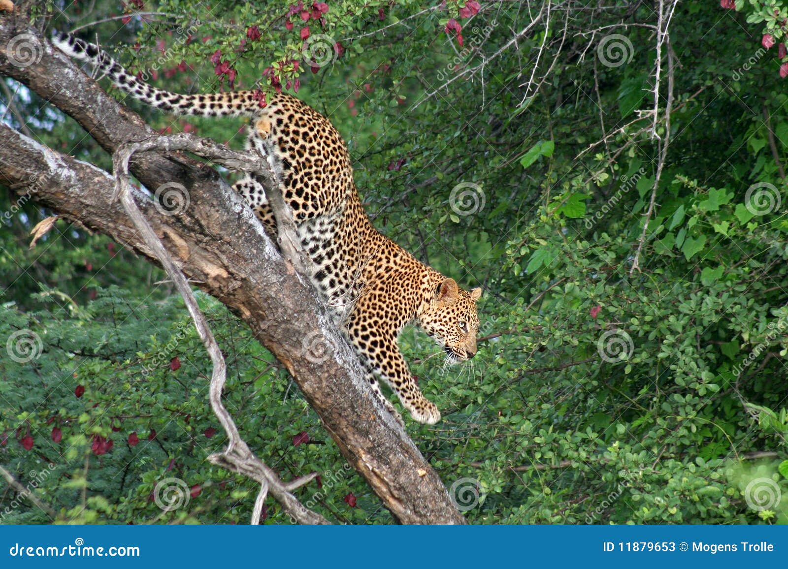 Leopard Climbing Down Tree in the Kalahari Stock Image - Image of ...