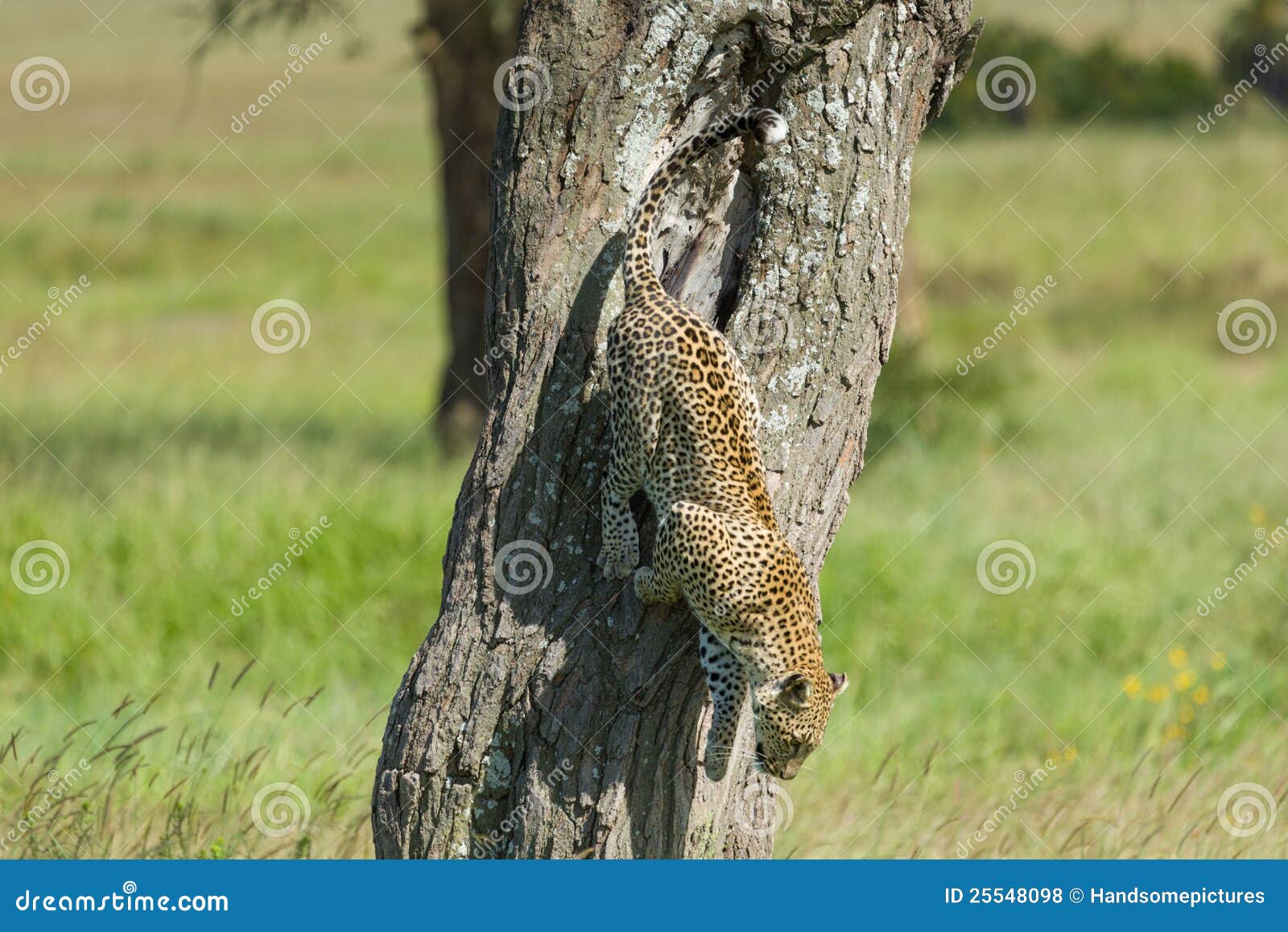 Leopard Climbing Down Tree in Serengeti Stock Photo - Image of ...
