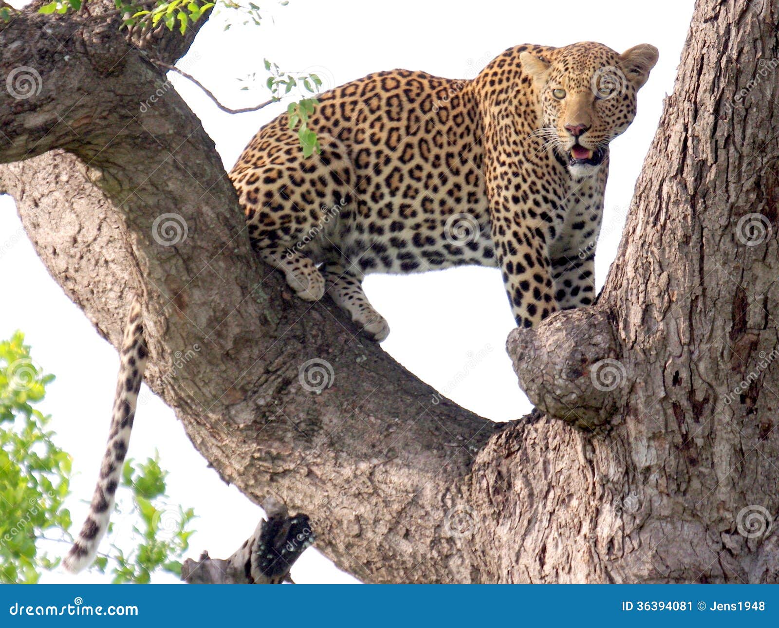 Leopard stock image. Image of closeup, relaxed, kruger - 36394081