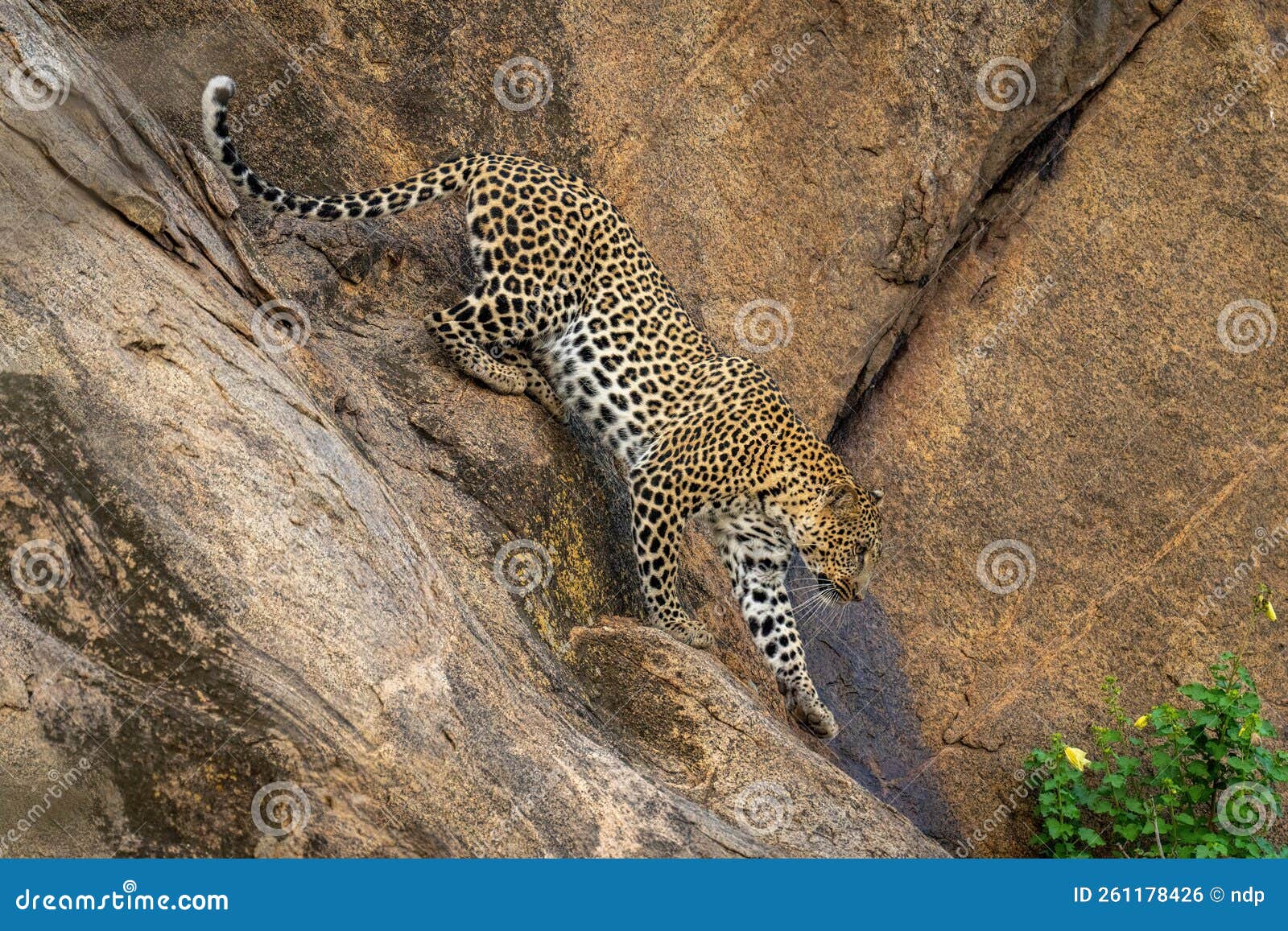 Leopard Climbs Down Steep Rock Raising Paw Stock Photo - Image of ...