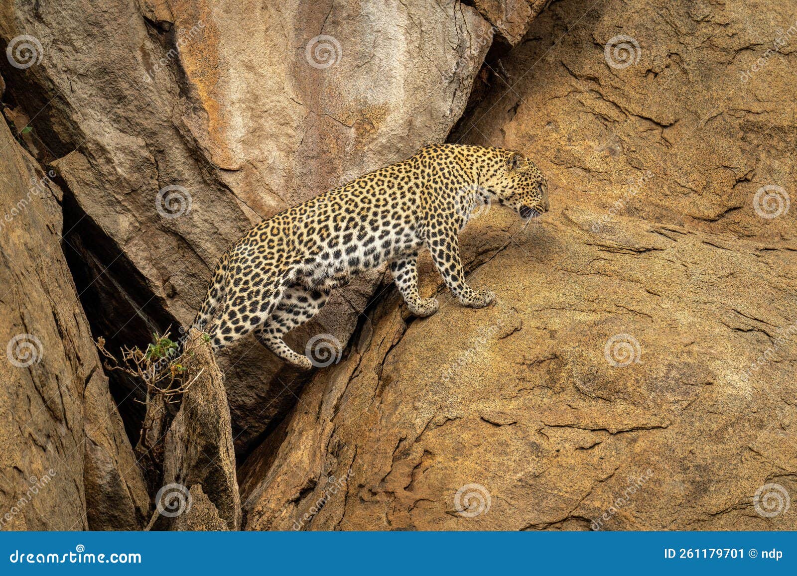 Leopard Climbs Out of Cave Lifting Paw Stock Image - Image of grass ...