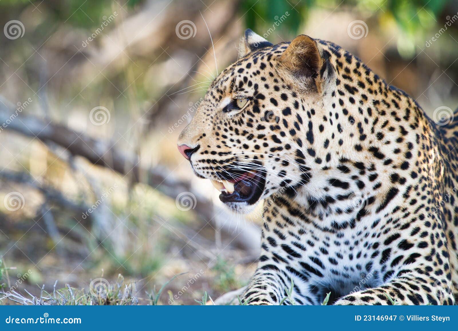 Leopard close up stock image. Image of daytime, africa - 23146947