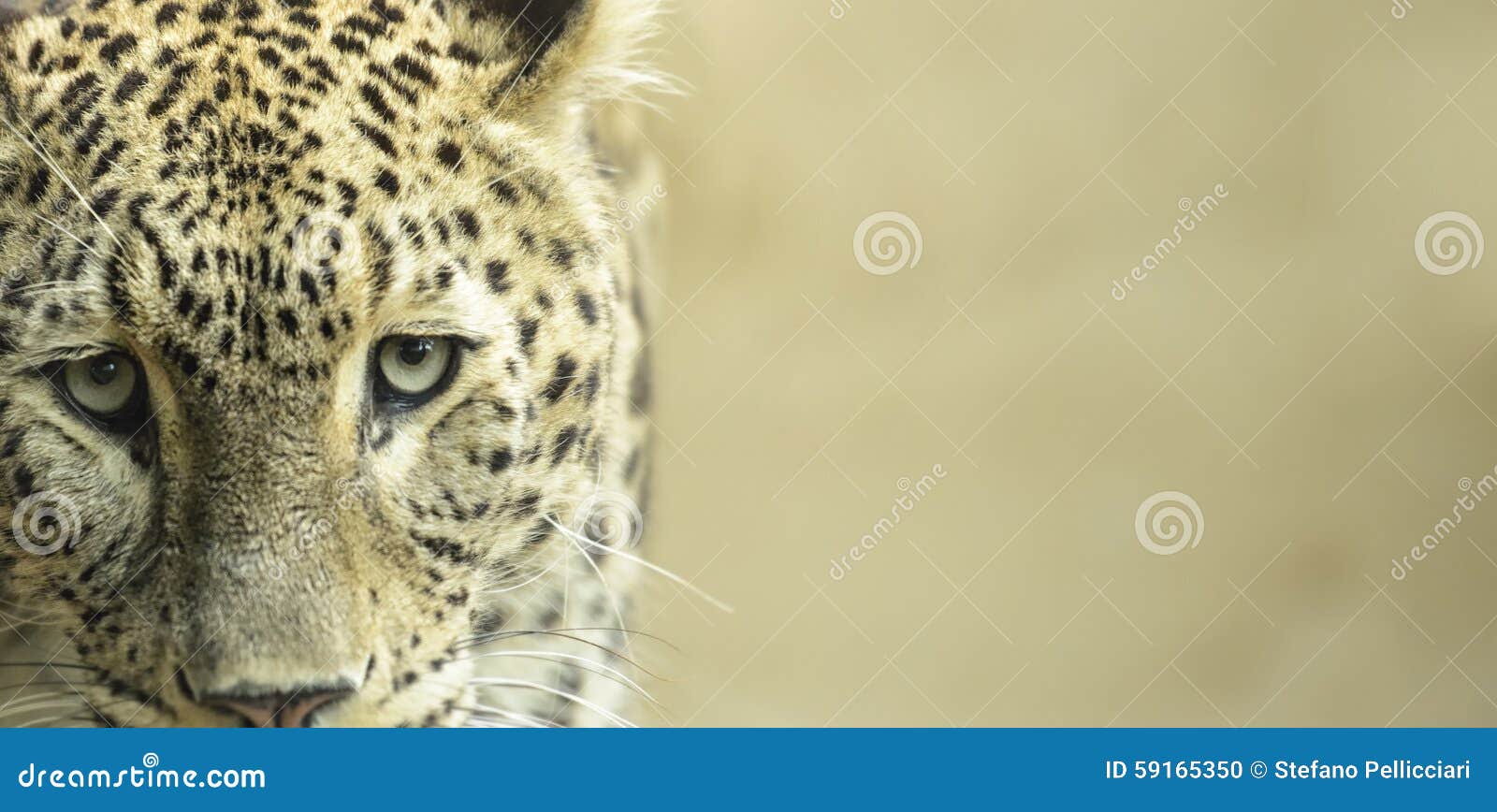 Leopard close up stock photo. Image of looking, black - 59165350