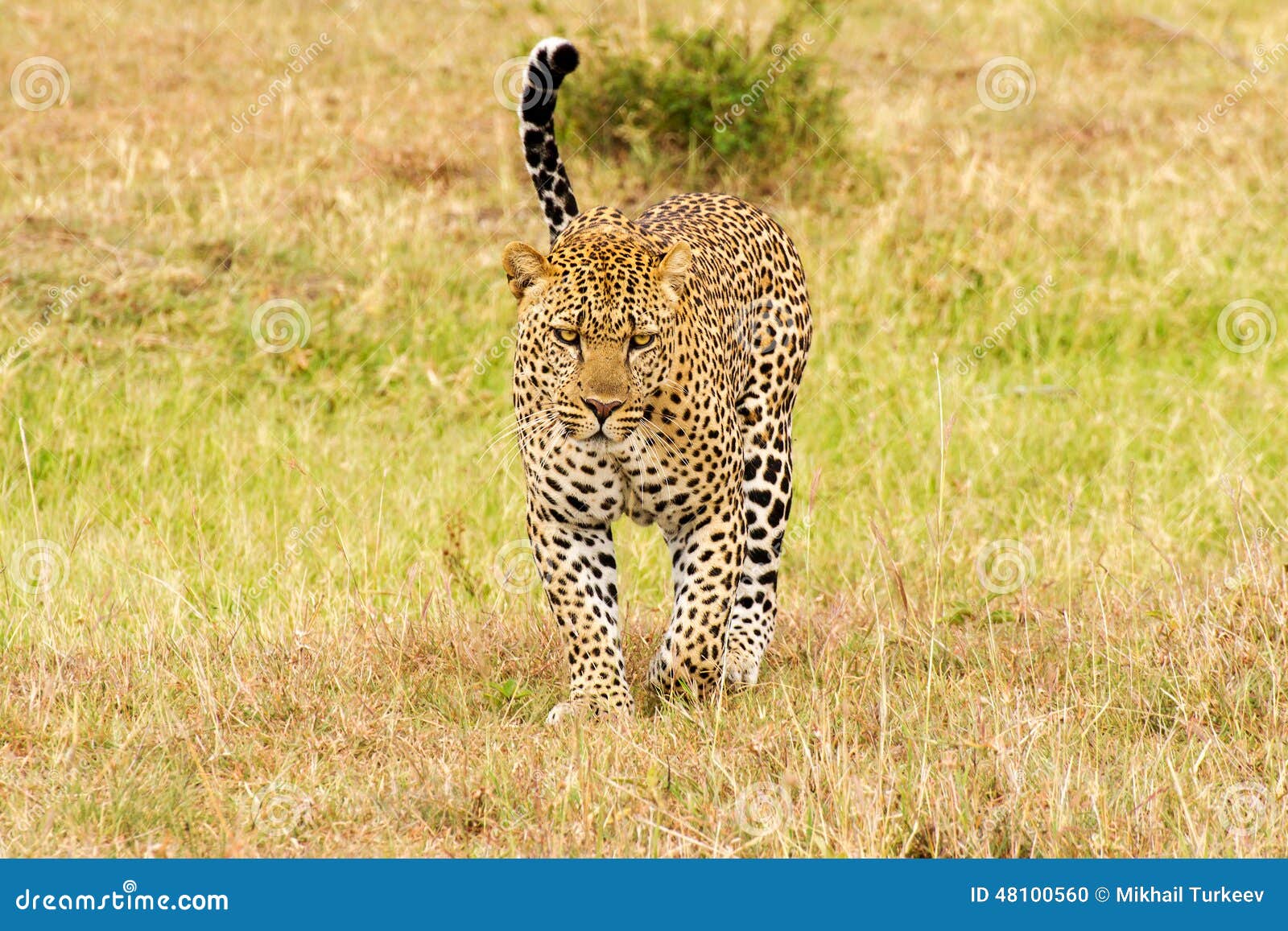 Leopard Close-up Front View Stock Photo - Image of side, wild: 48100560