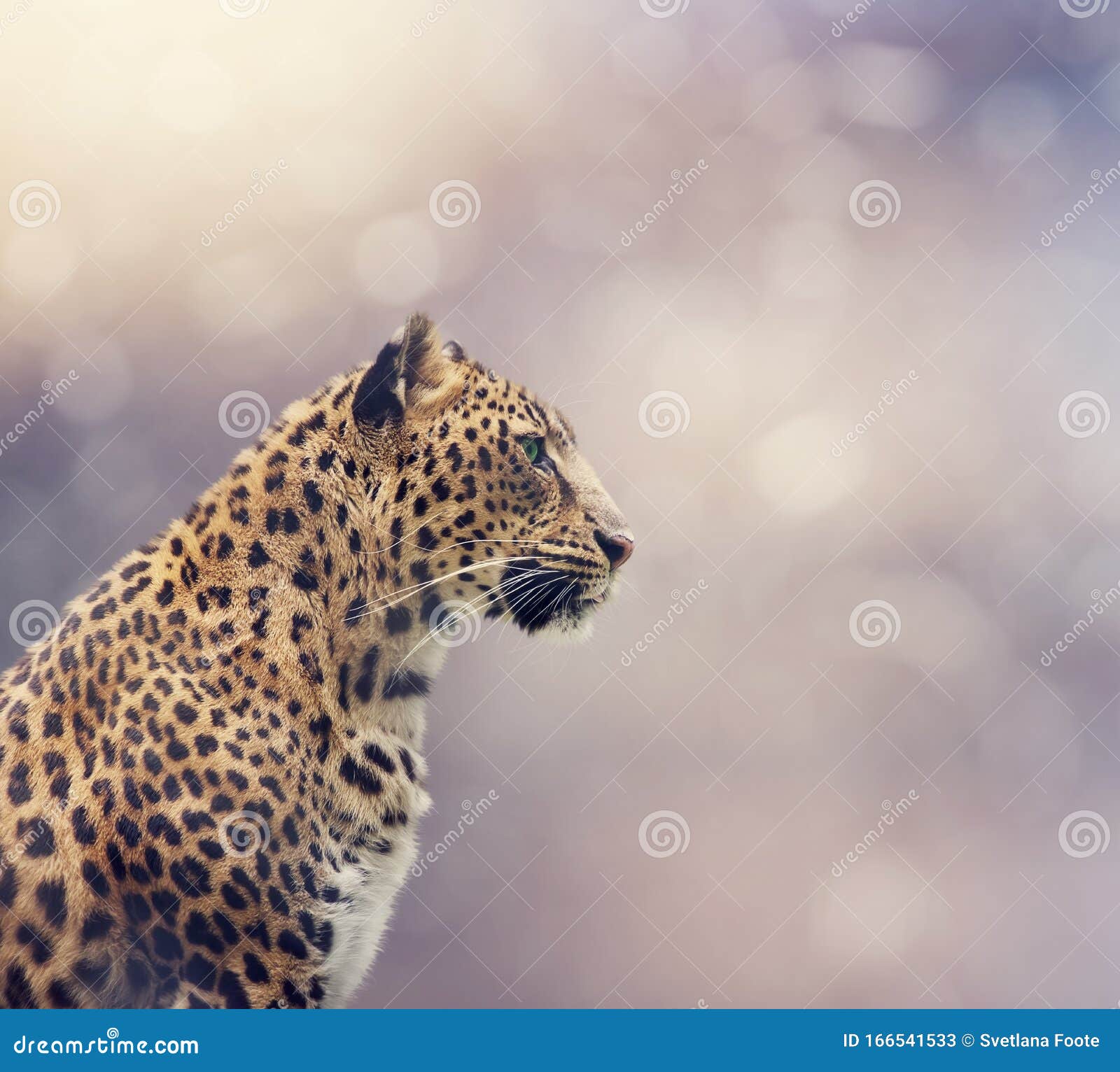 Leopard close up stock image. Image of wallpaper, outdoor - 166541533