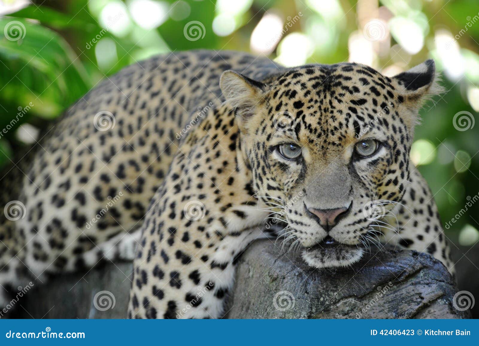 Leopard stock image. Image of close, drive, rest, lying - 42406423