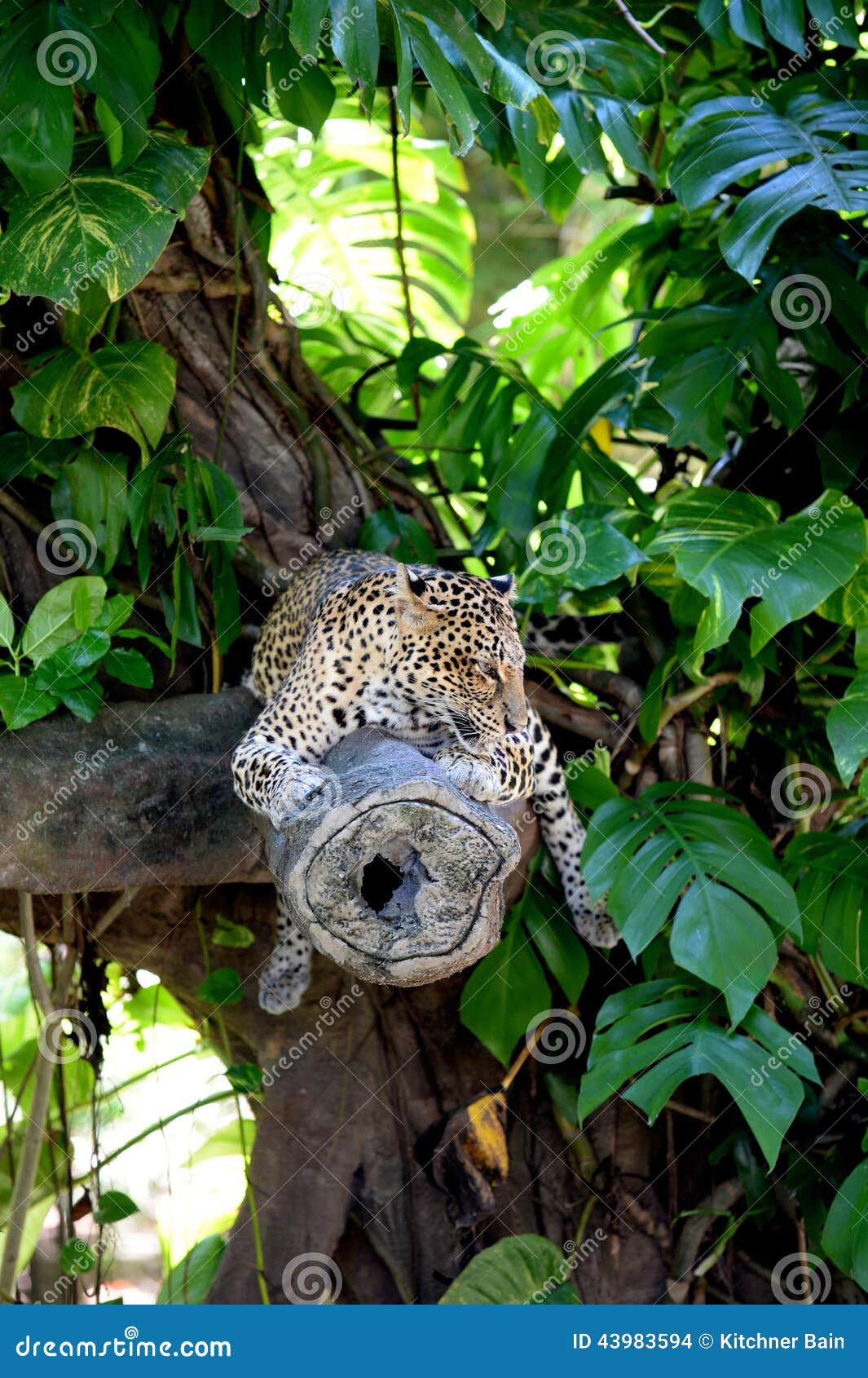 Leopard stock photo. Image of mammal, portrait, horizontal - 43983594