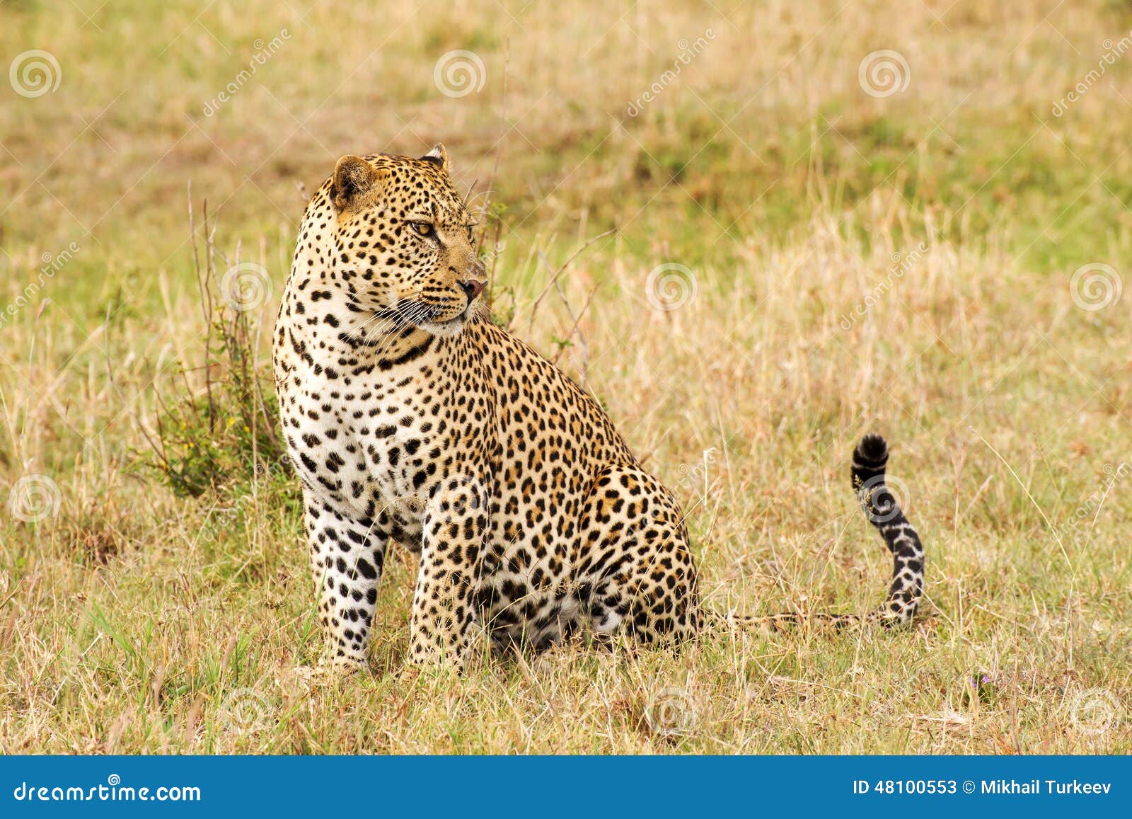 Leopard close-up side view stock image. Image of africa - 48100553