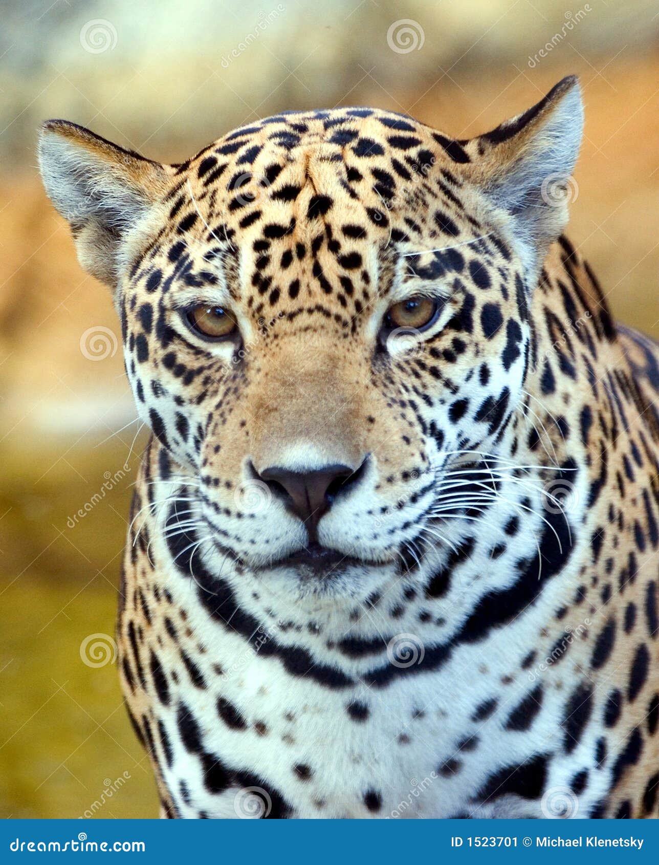Leopard Closeup stock image. Image of animal, leopard - 1523701