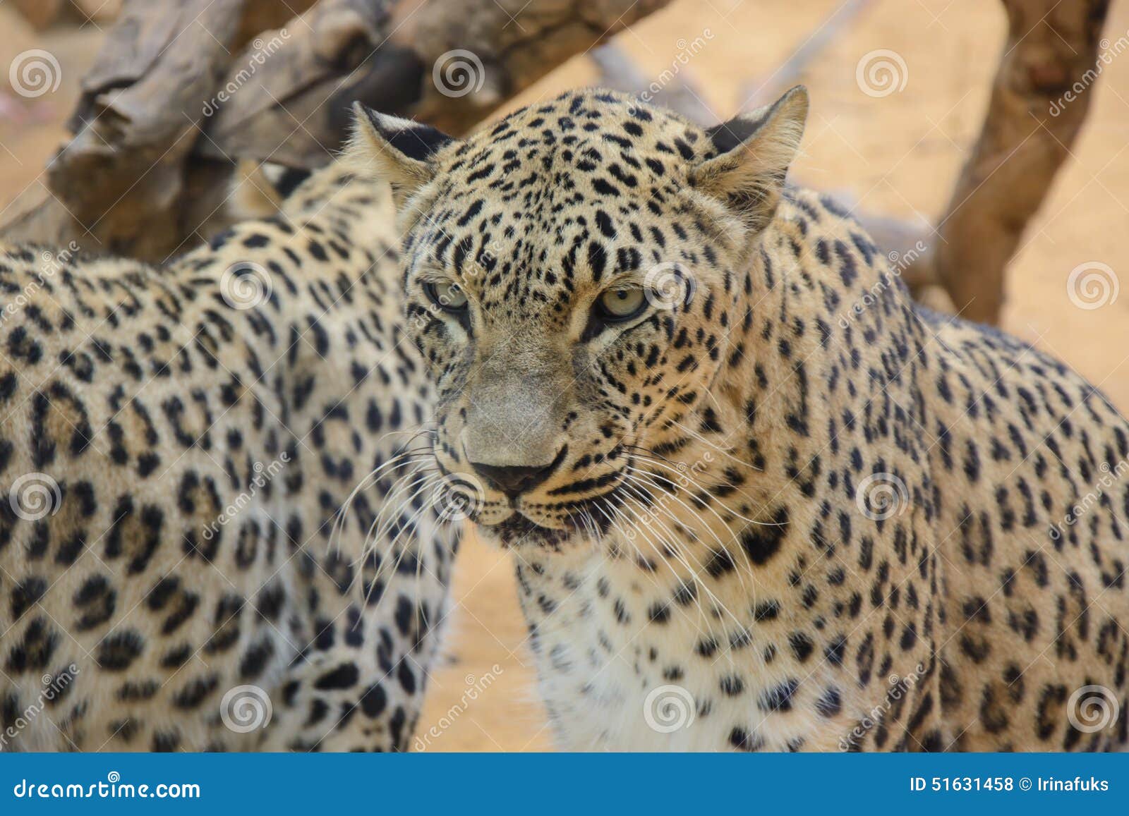 Leopard closeup stock photo. Image of black, nature, hunter - 51631458