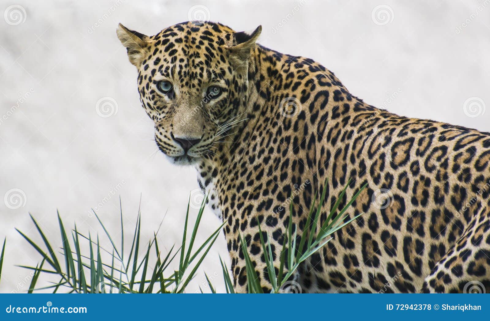 Leopard Alert Maharashtra India Stock Photos - Free & Royalty-Free ...
